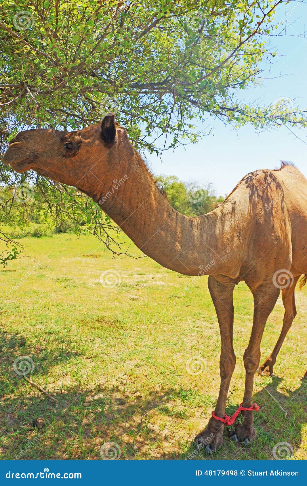 Camel Eating from Tree India Stock Photo - Image of jiasalmer, havelis ...