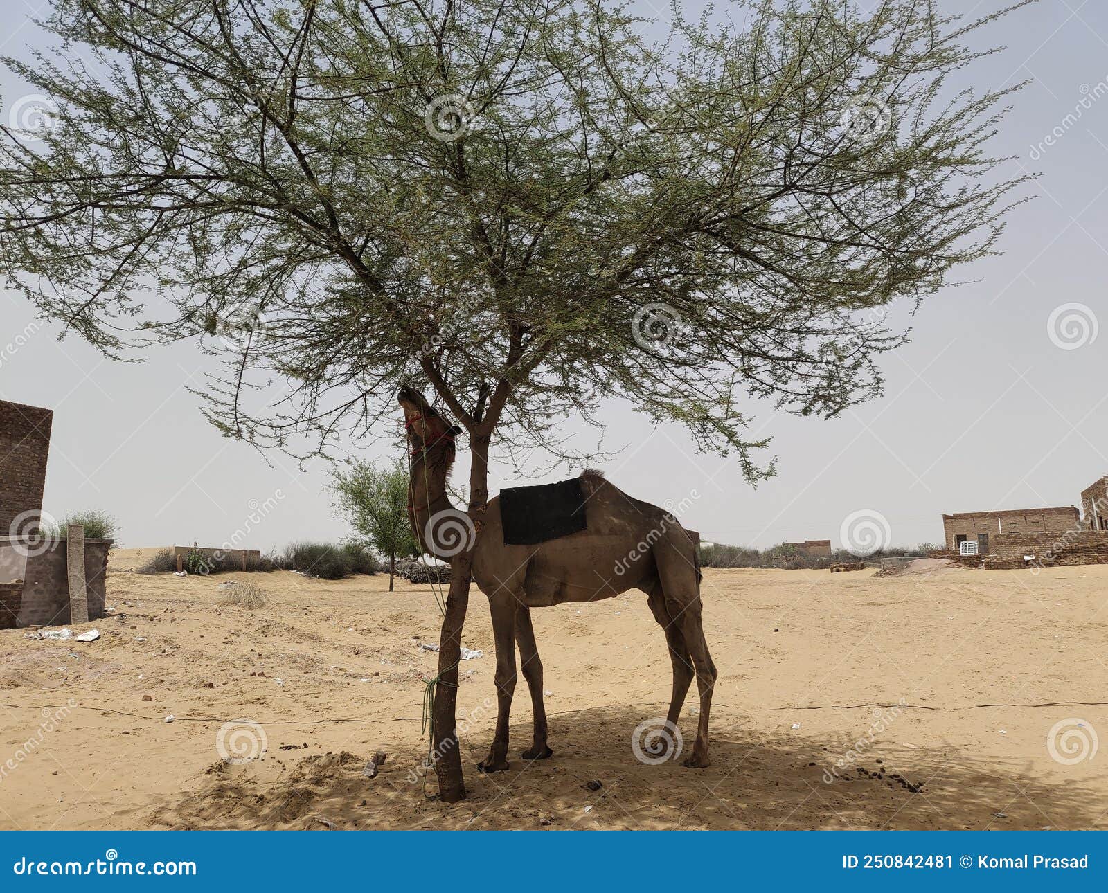 Camel eating tree leafs stock image. Image of mammal - 250842481