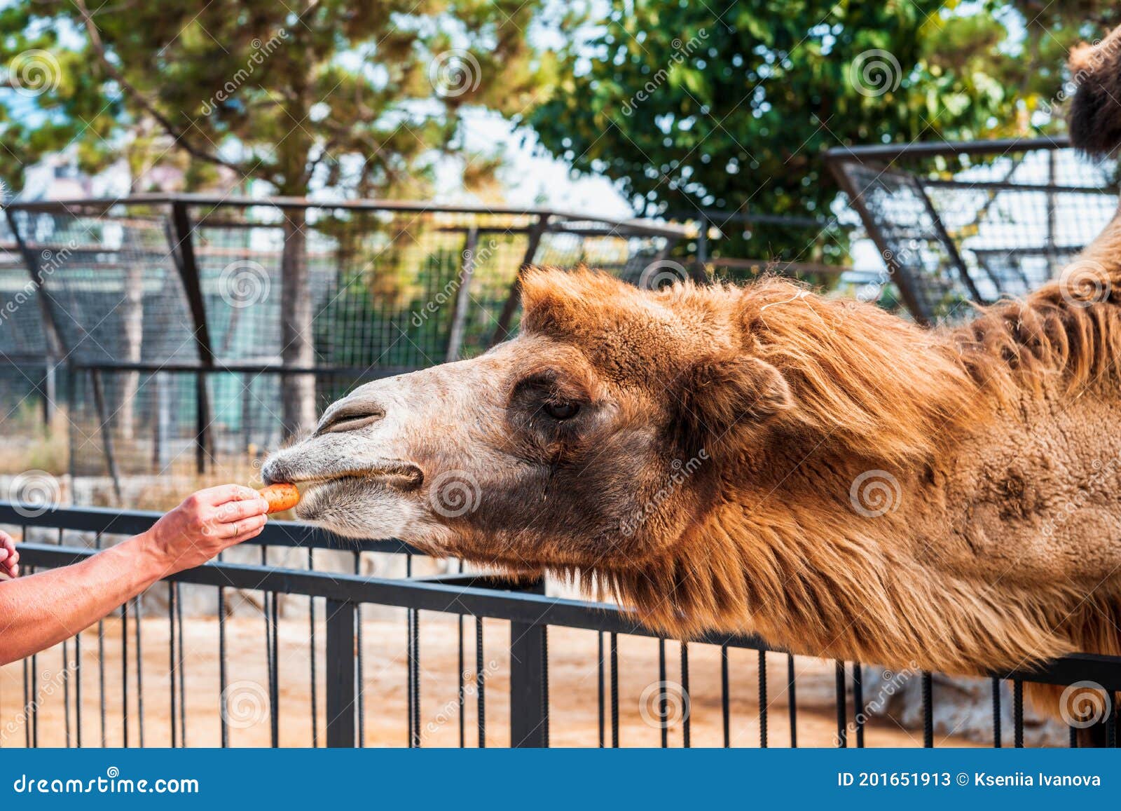 A Camel Eats a Carrot from the Hands of a Zoo Visitor Stock Image ...