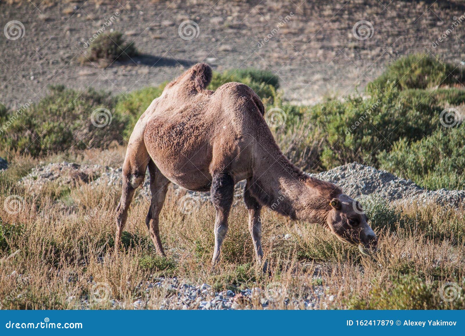 A Camel Eats Grass on a Pasture in the Steppe among the Hills. Russia ...