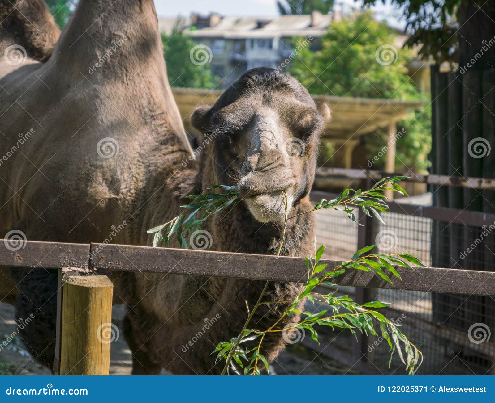 Camel eats stock image. Image of kievzoo, brown, background - 122025371