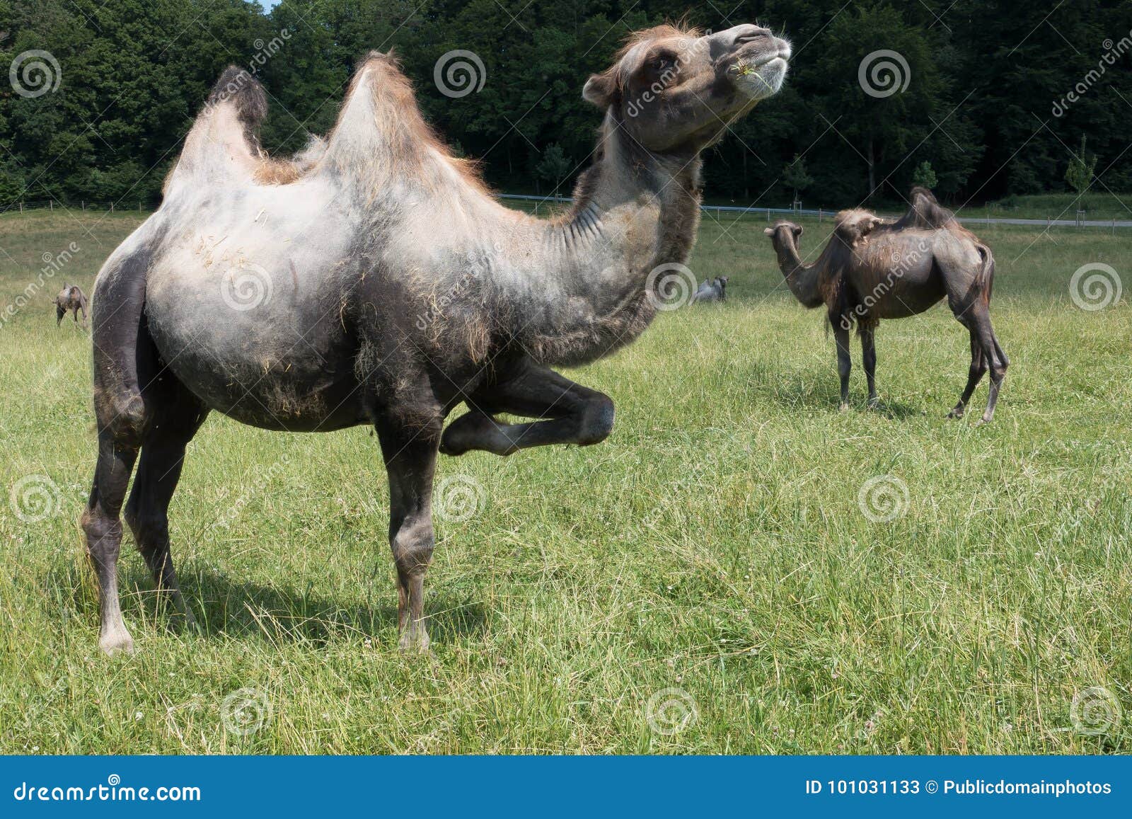 Camel, Ecosystem, Camel Like Mammal, Pasture Picture. Image: 101031133