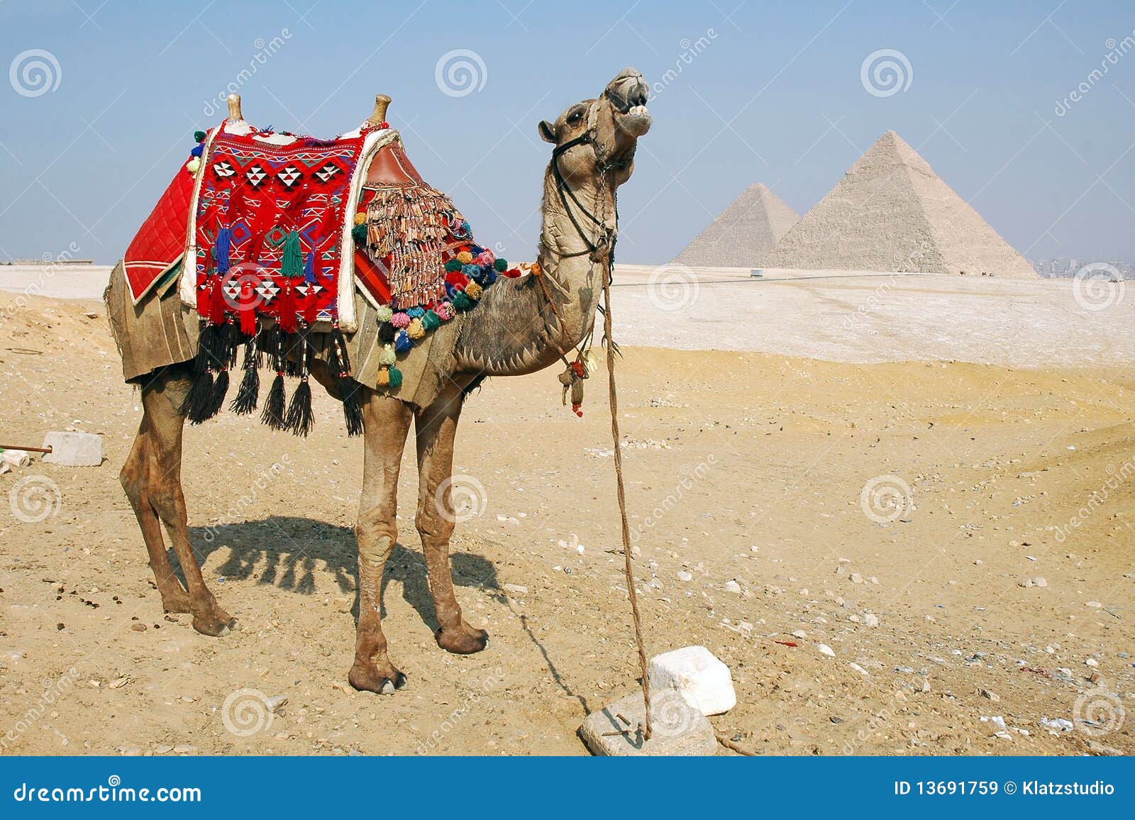 Camel Egypt stock image. Image of camel, ecoregion, africa - 13691759