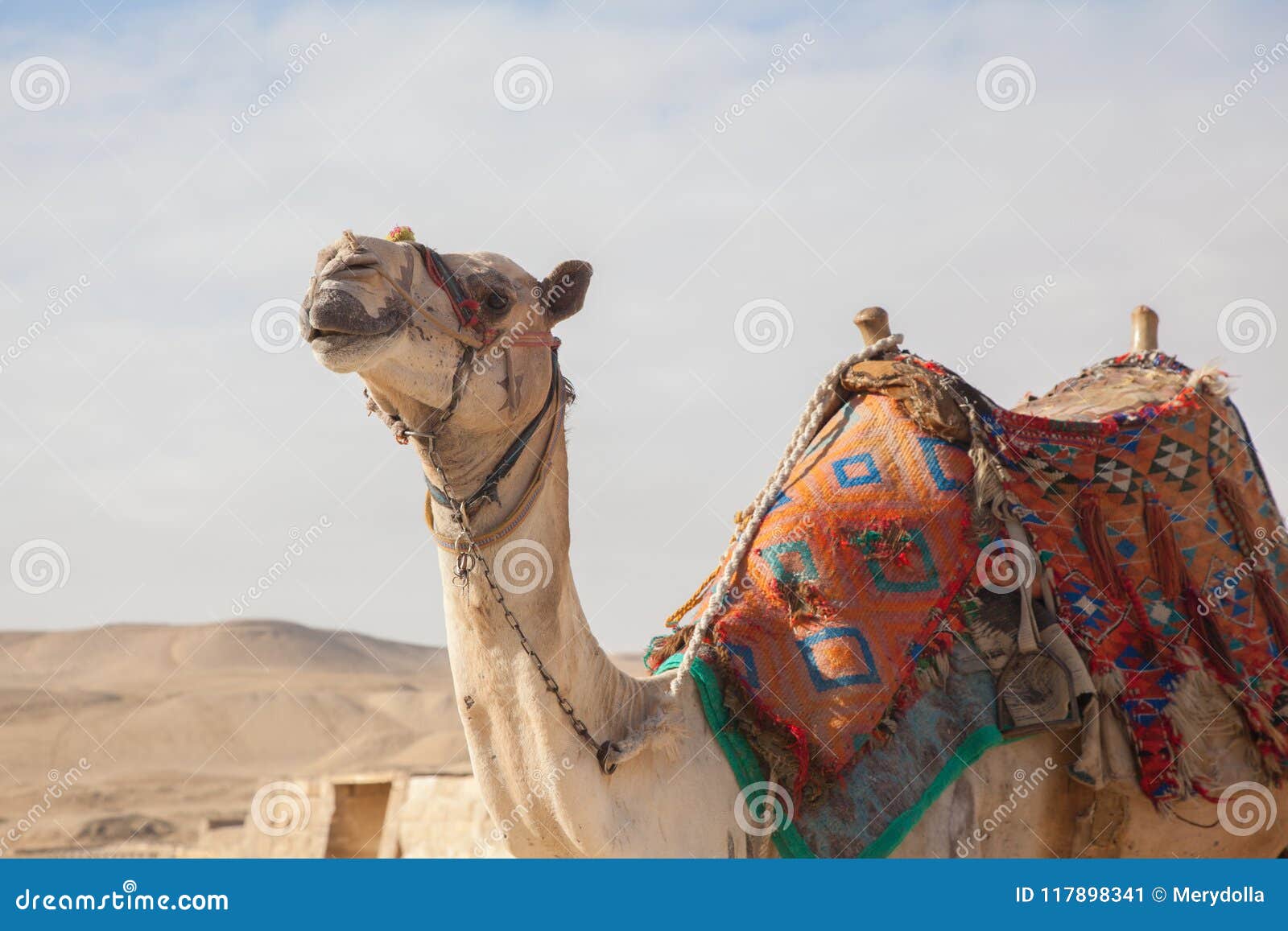 Camel Egypt Cairo stock image. Image of tourism, ancient - 117898341