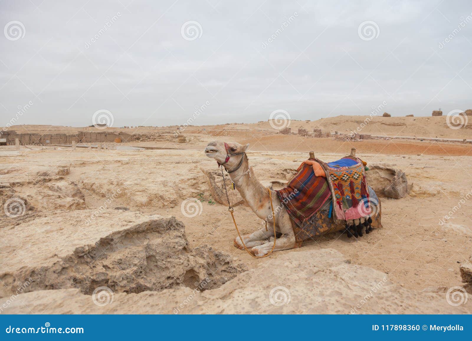 Camel Egypt Cairo stock photo. Image of tourism, stone - 117898360