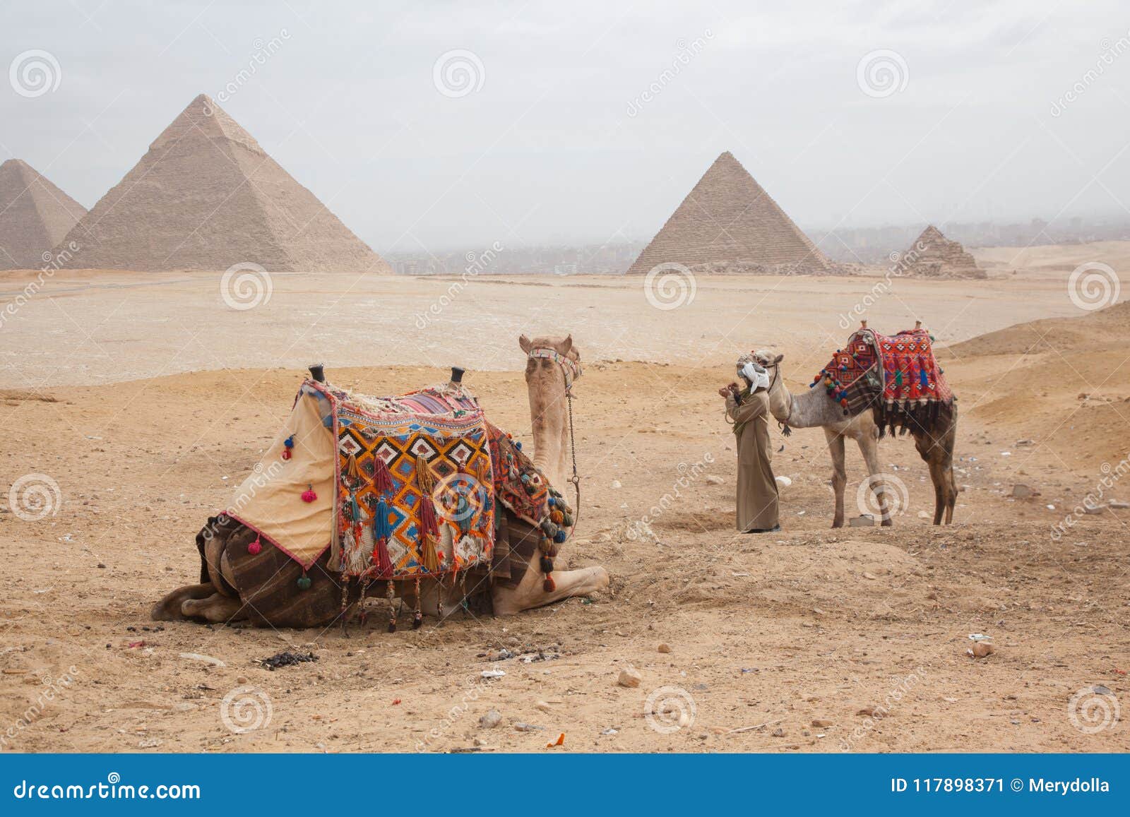 Camel Egypt Cairo stock image. Image of pyramid, unesco - 117898371