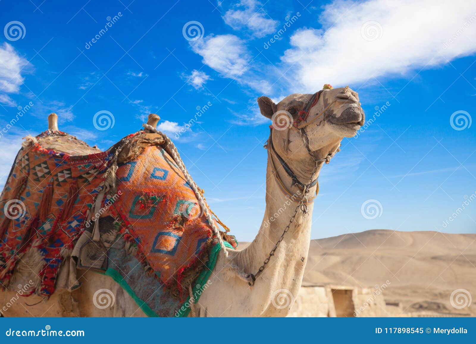 Camel Egypt Cairo stock image. Image of desert, giza - 117898545