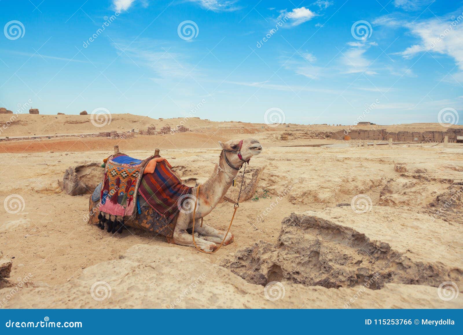 Camel Egypt Cairo stock photo. Image of egypt, giza - 115253766