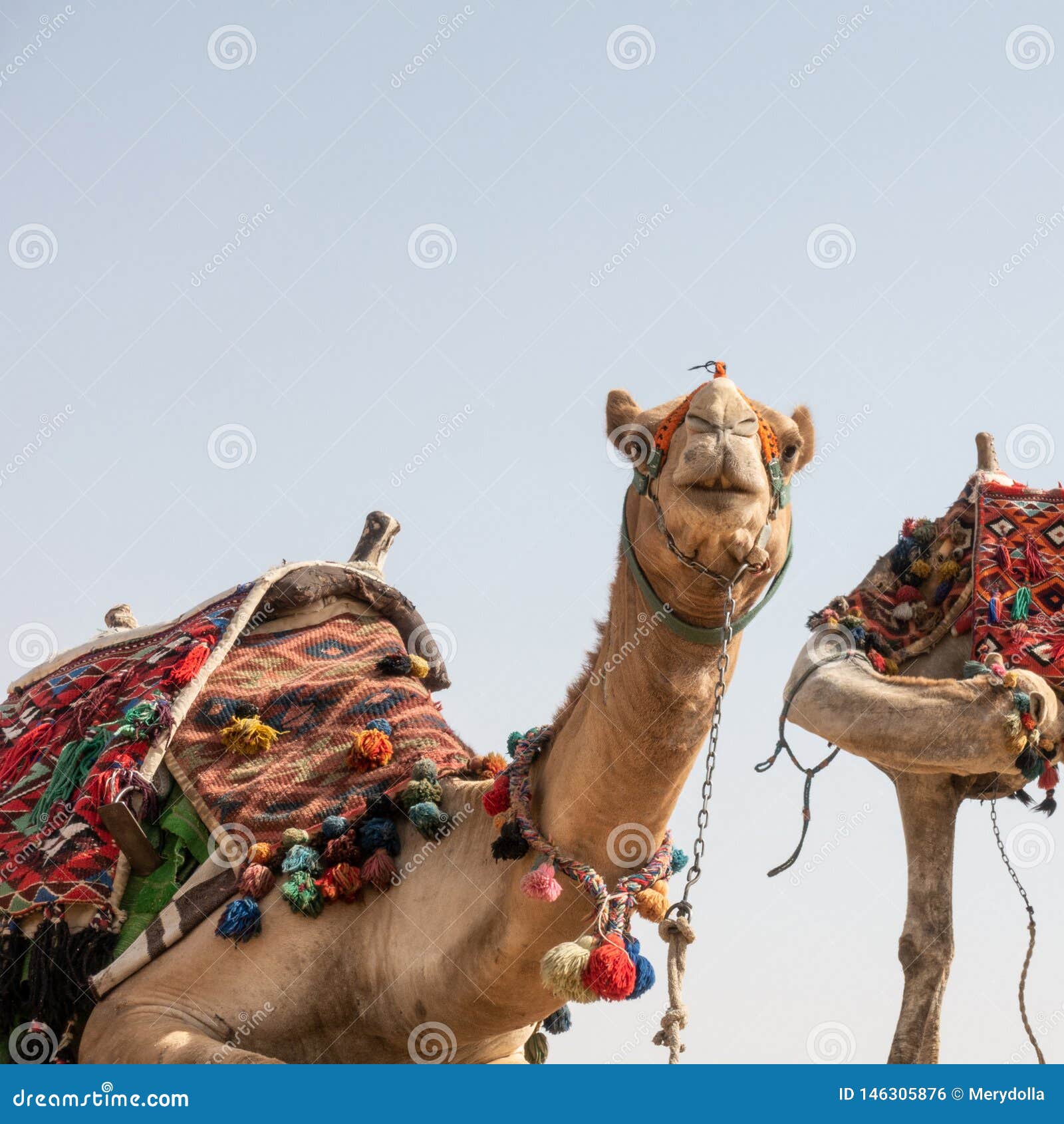 Camel in Egypt stock photo. Image of outdoors, mammal - 146305876