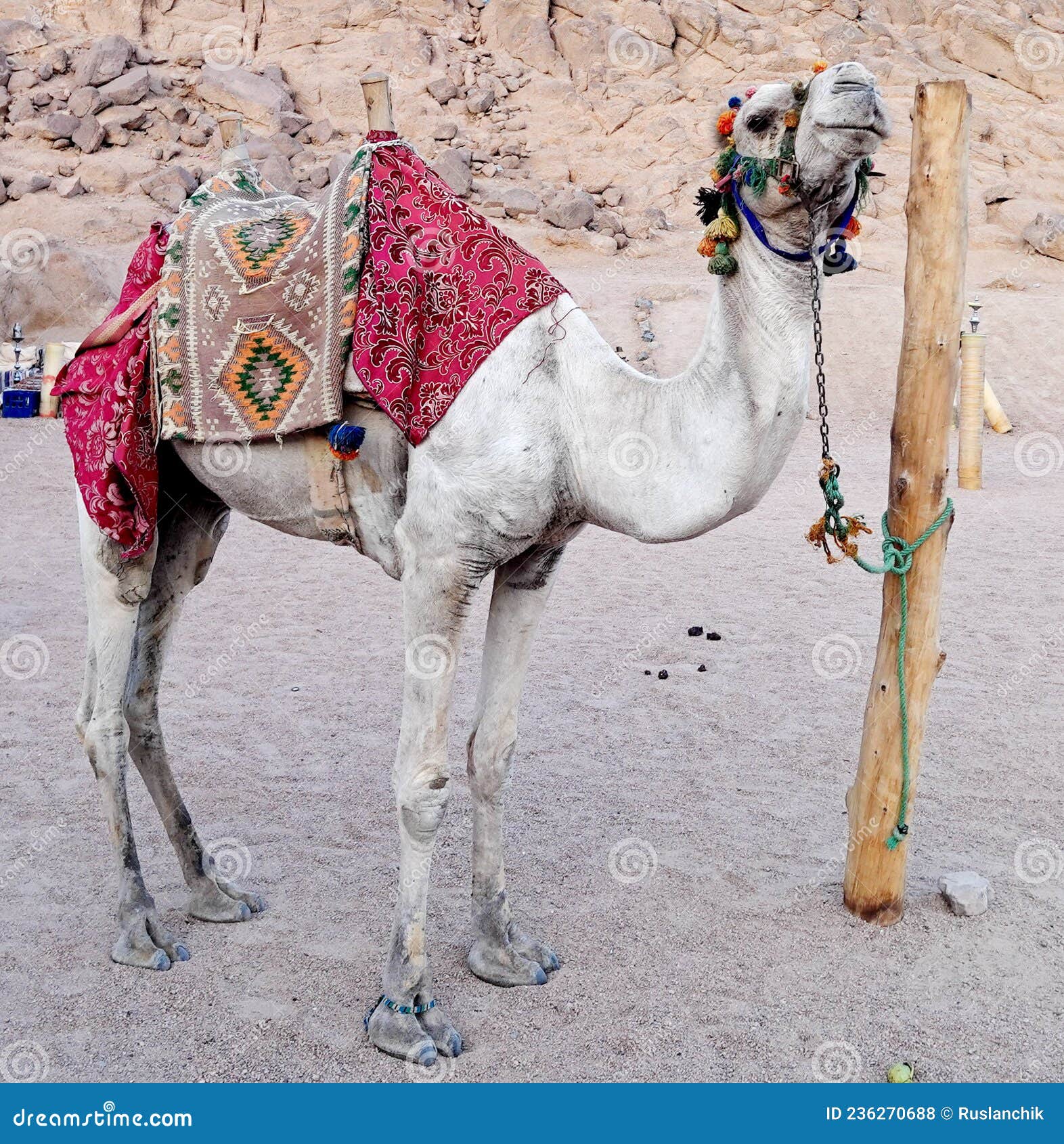 Camel in Egypt stock photo. Image of expressing, cheerful - 236270688
