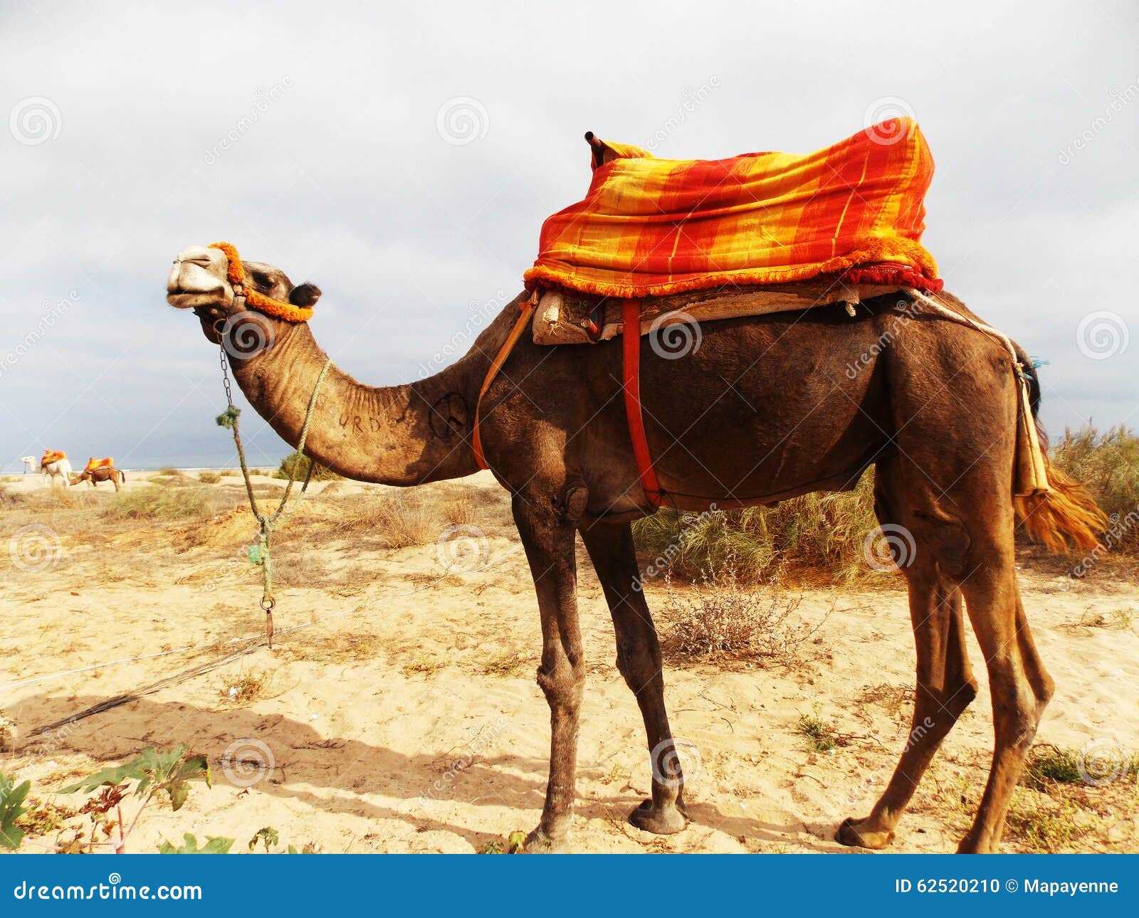 Camel in Egypt stock photo. Image of travel, animal, saddled - 62520210