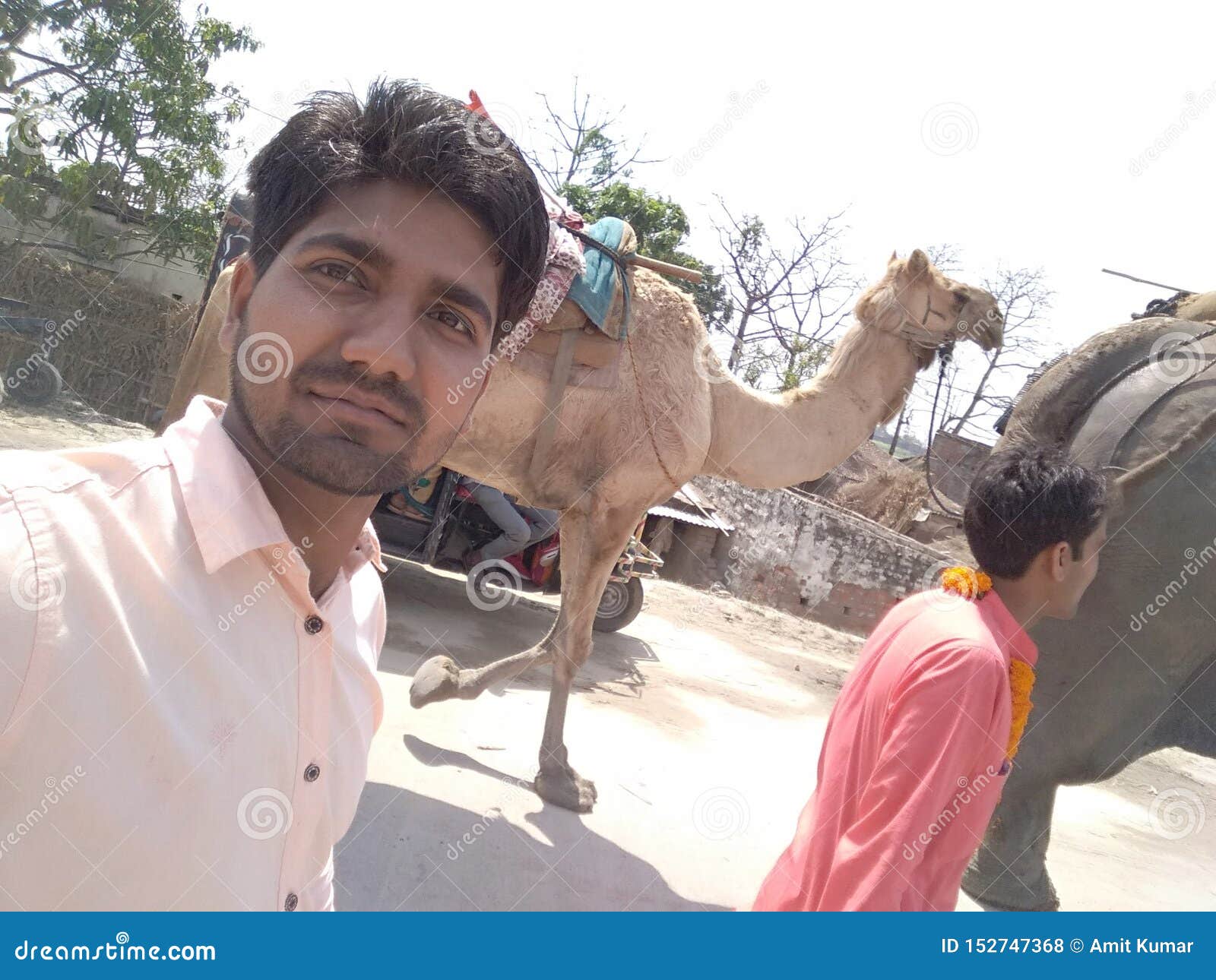 Camel and Elephant editorial stock photo. Image of elephant - 152747368