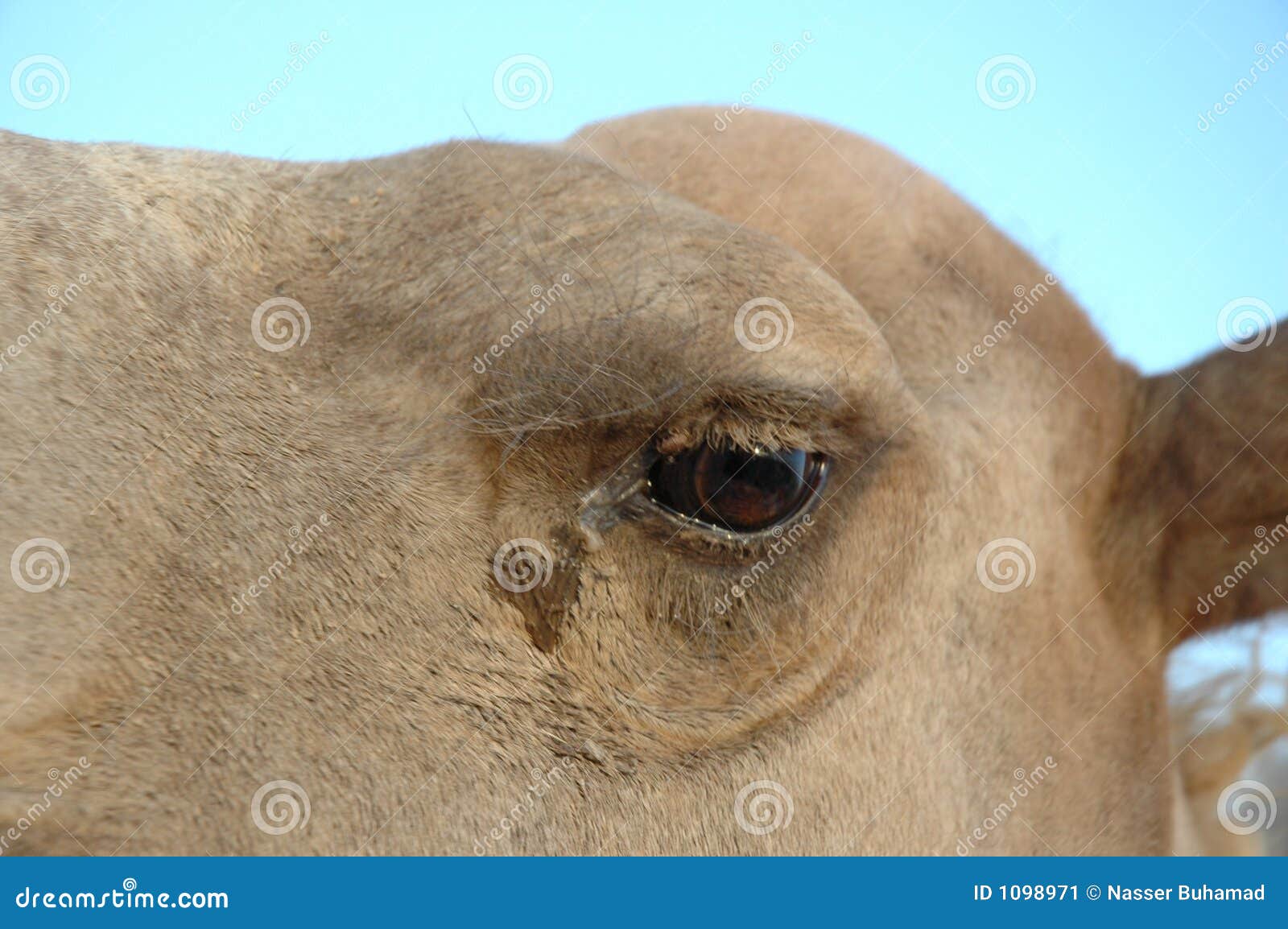 Camel Eye stock image. Image of neutral, ride, nikon, animals - 1098971