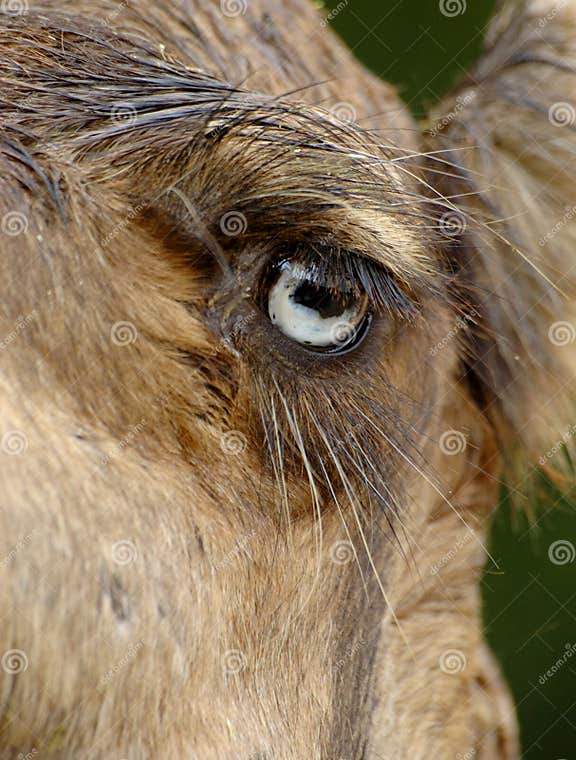 Camel eye stock photo. Image of eyes, mammal, camel, desert - 6274138