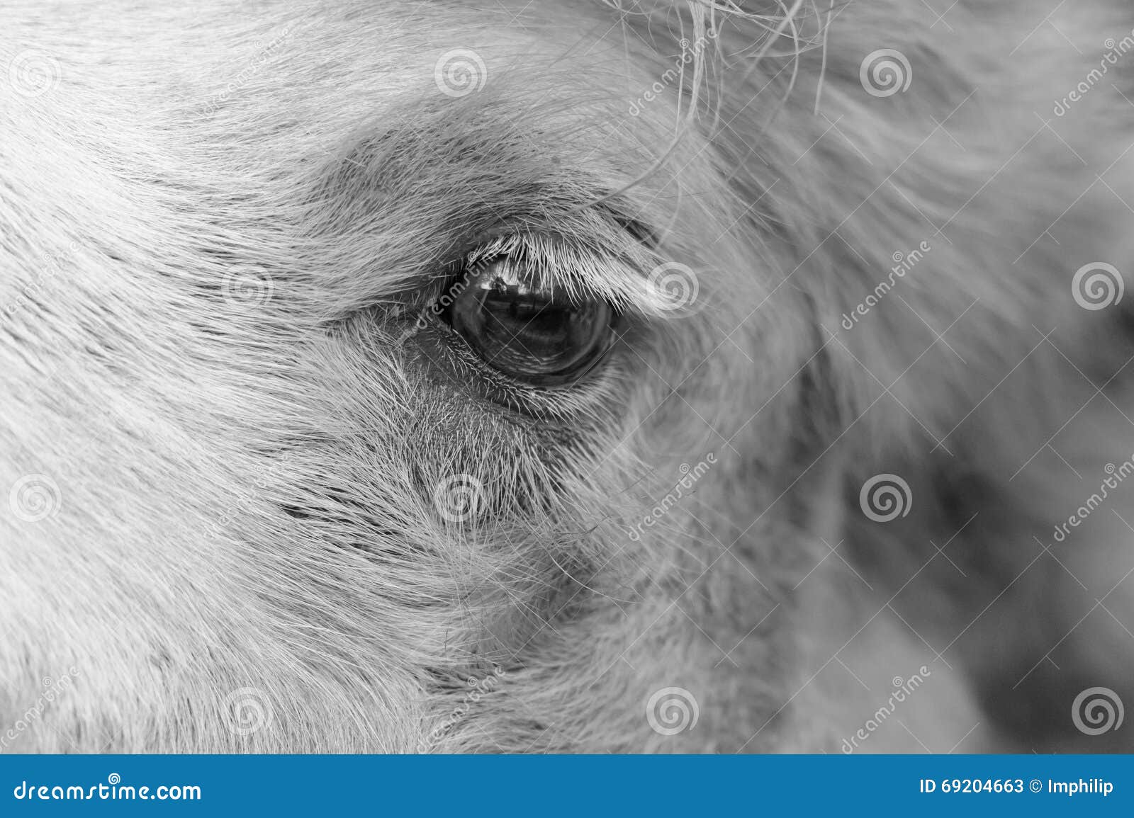 Camel eye stock image. Image of hair, white, outdoors - 69204663