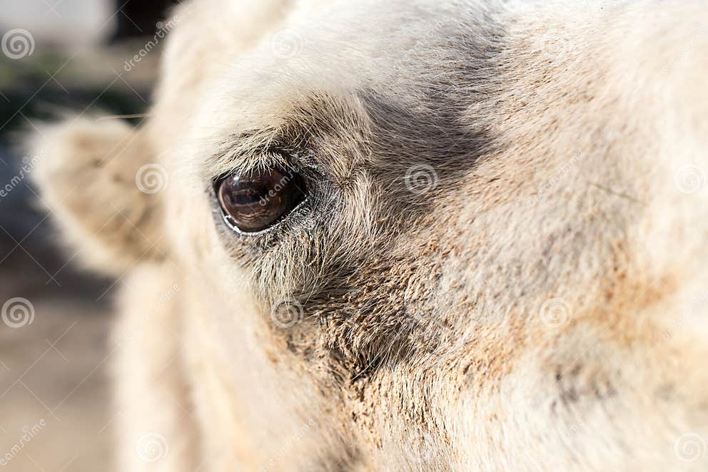 Camel eye on nature stock photo. Image of emirates, head - 108708264