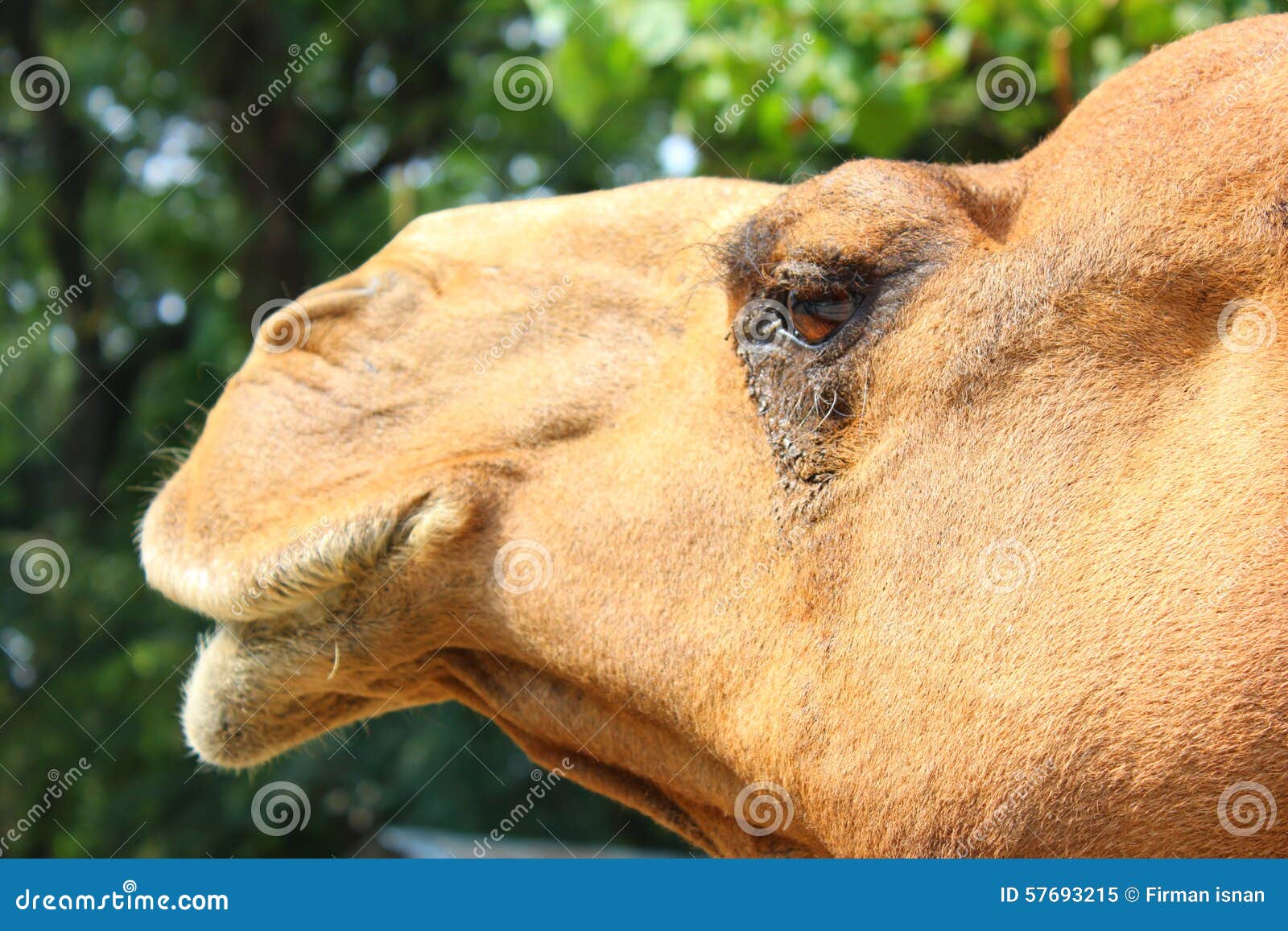 Camel eyes stock image. Image of wildlife, sight, camel - 57693215