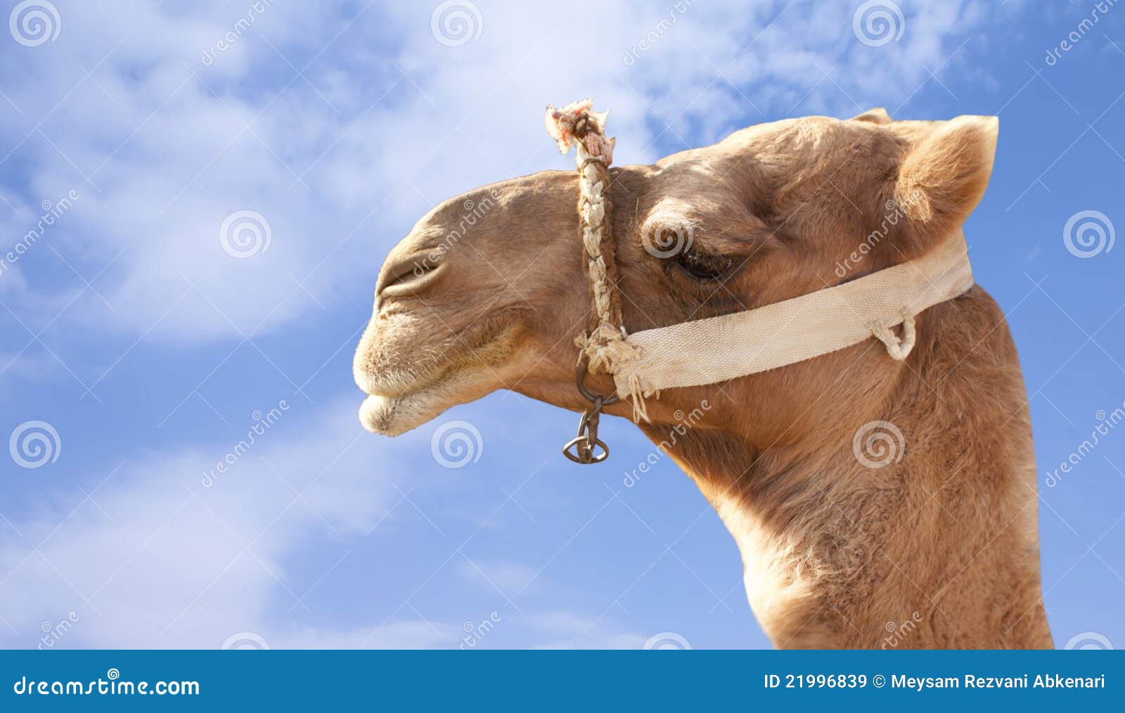 Camel face stock image. Image of outdoor, jordanian, closeup - 21996839