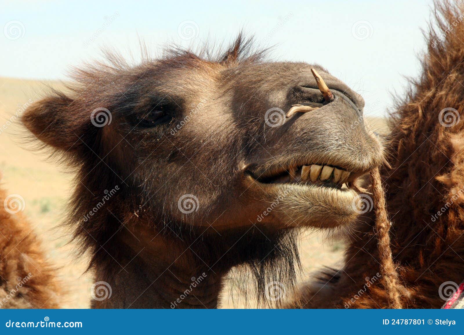 Camel Face stock image. Image of breath, portrait, animal - 24787801