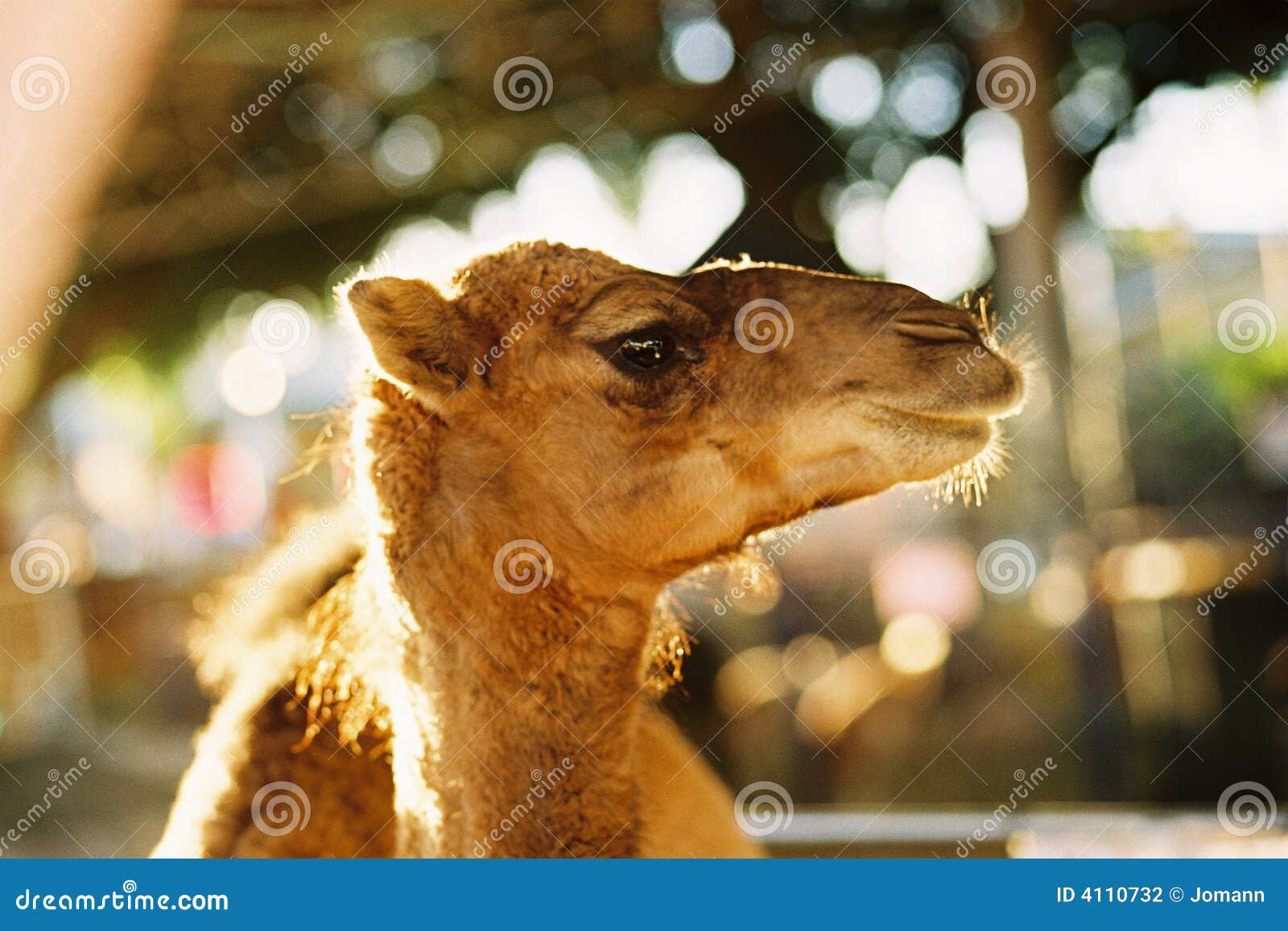 Camel face stock photo. Image of ears, whiskers, mammal - 4110732