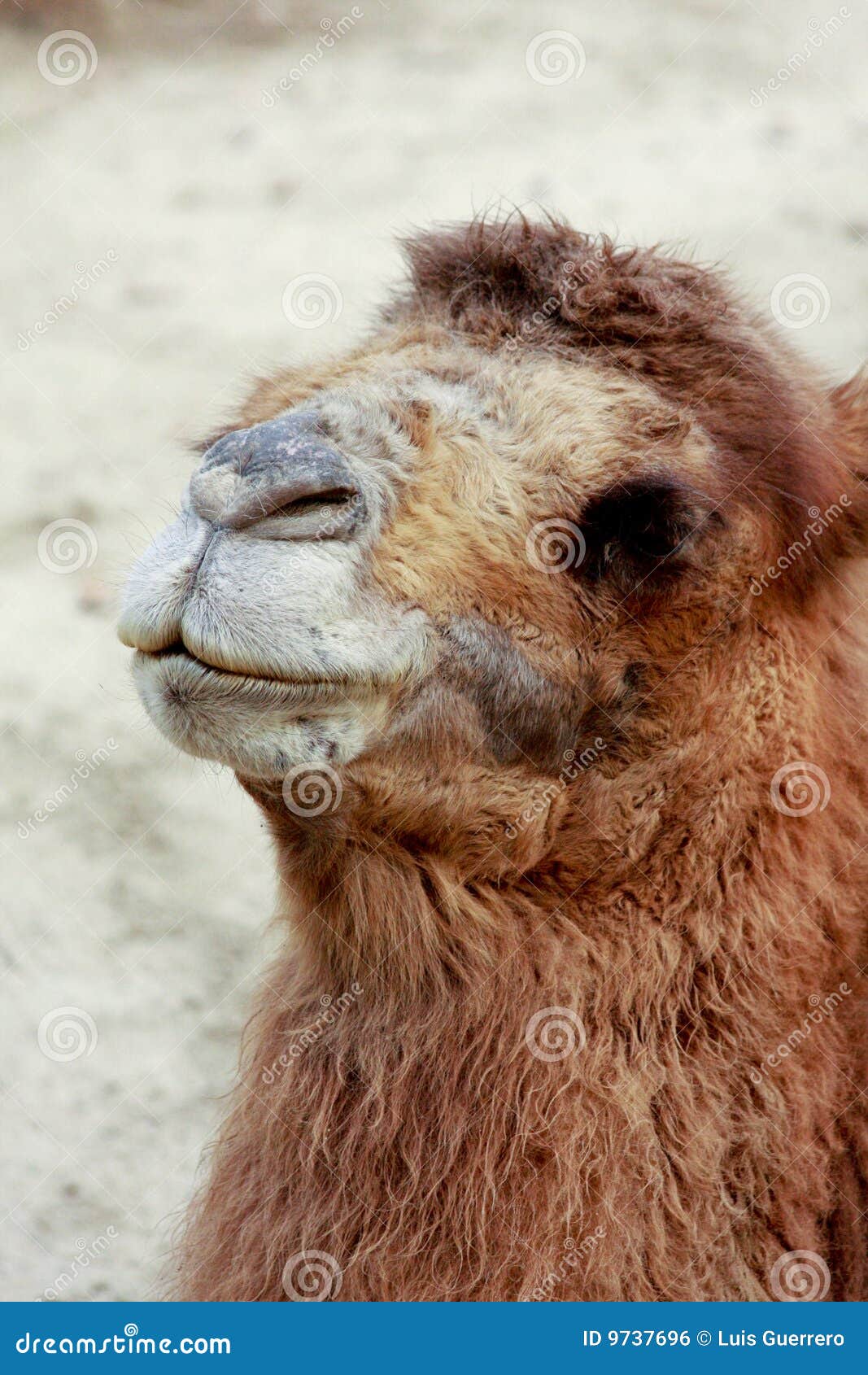 Camel face stock photo. Image of camel, nature, sahara - 9737696