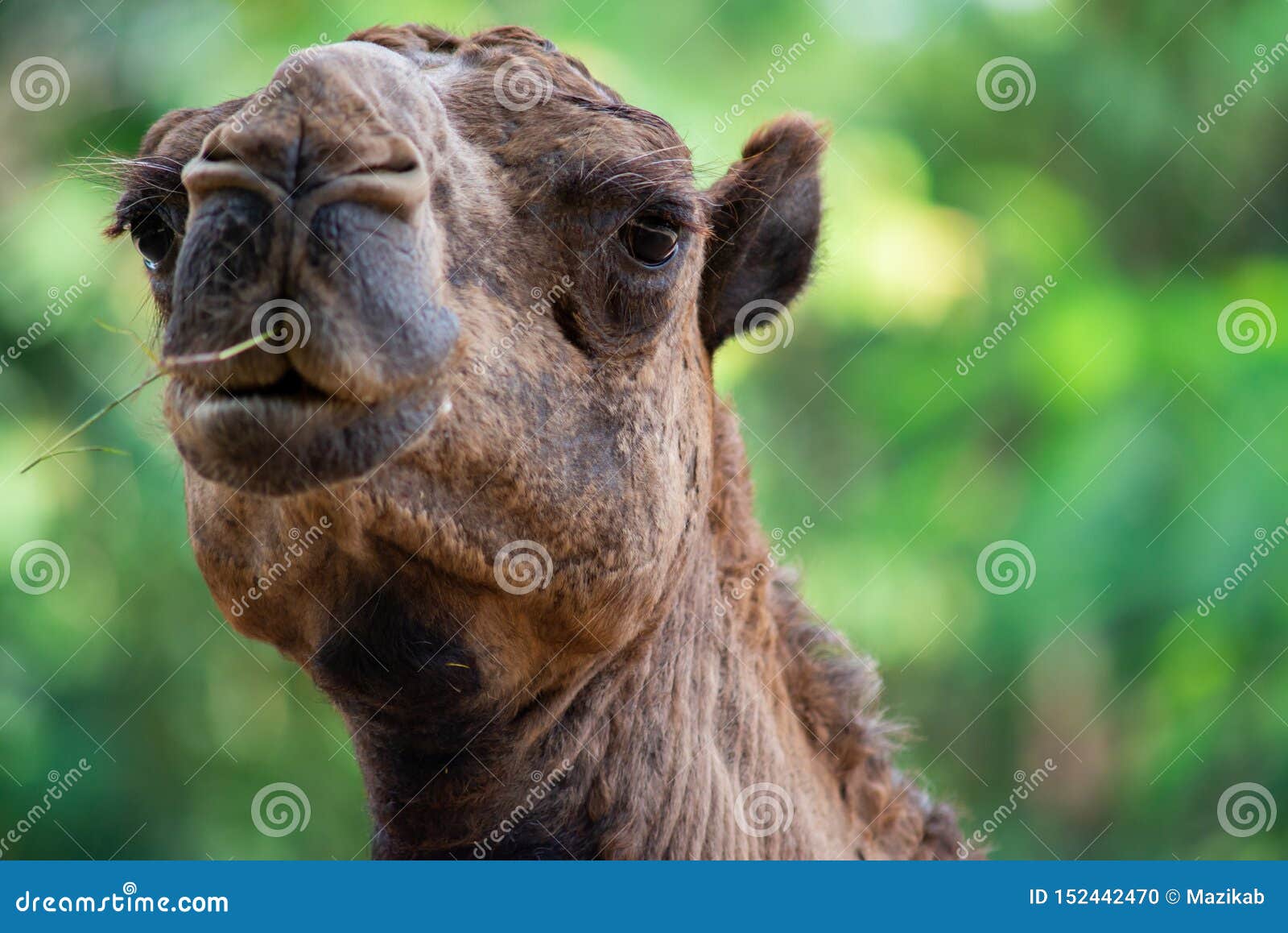 Camel face stock photo. Image of grass, hair, fauna - 152442470