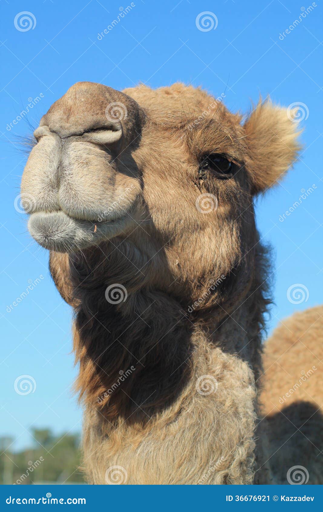 Camel Face stock image. Image of middle, arabs, desert - 36676921