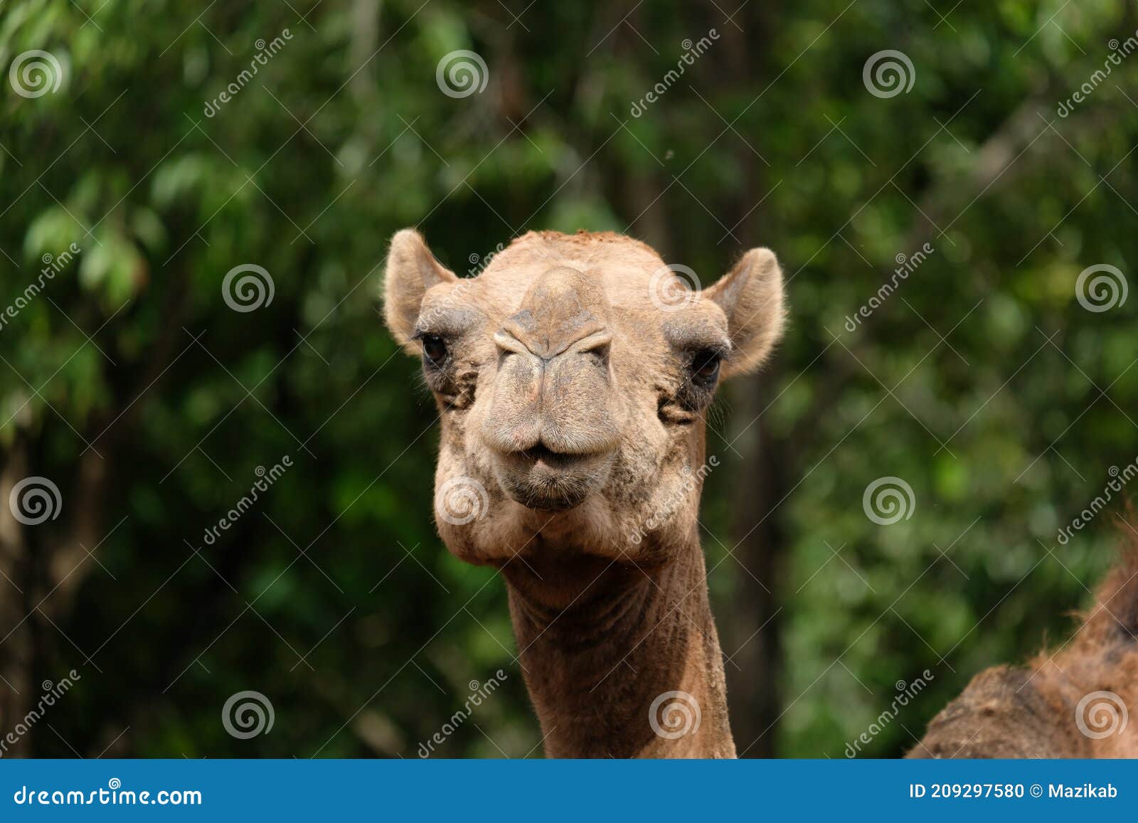 Camel Face Royalty-Free Stock Photo | CartoonDealer.com #103598235