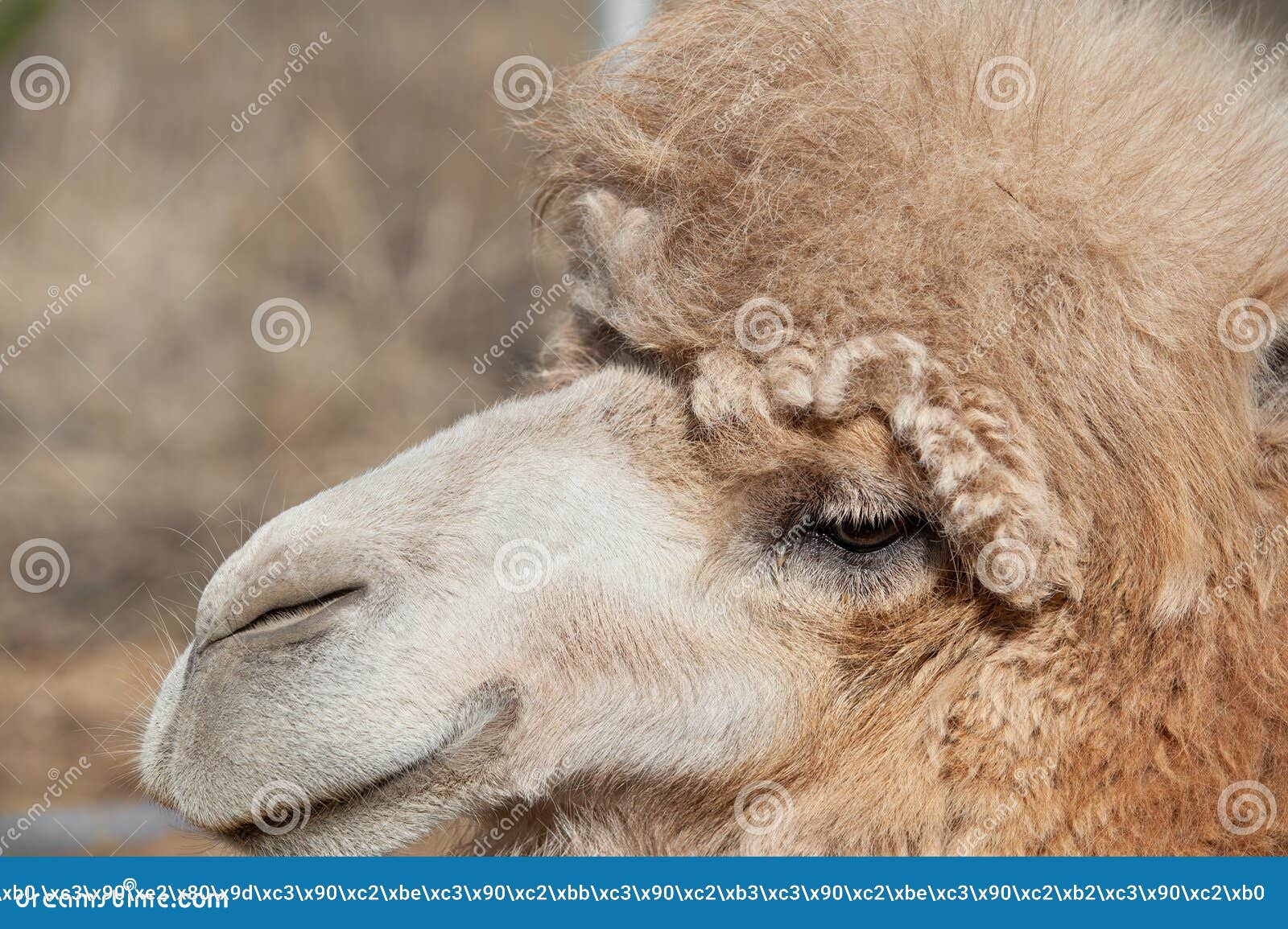 Camel Face Close Up on a Sunny Day Stock Photo - Image of park, camera ...