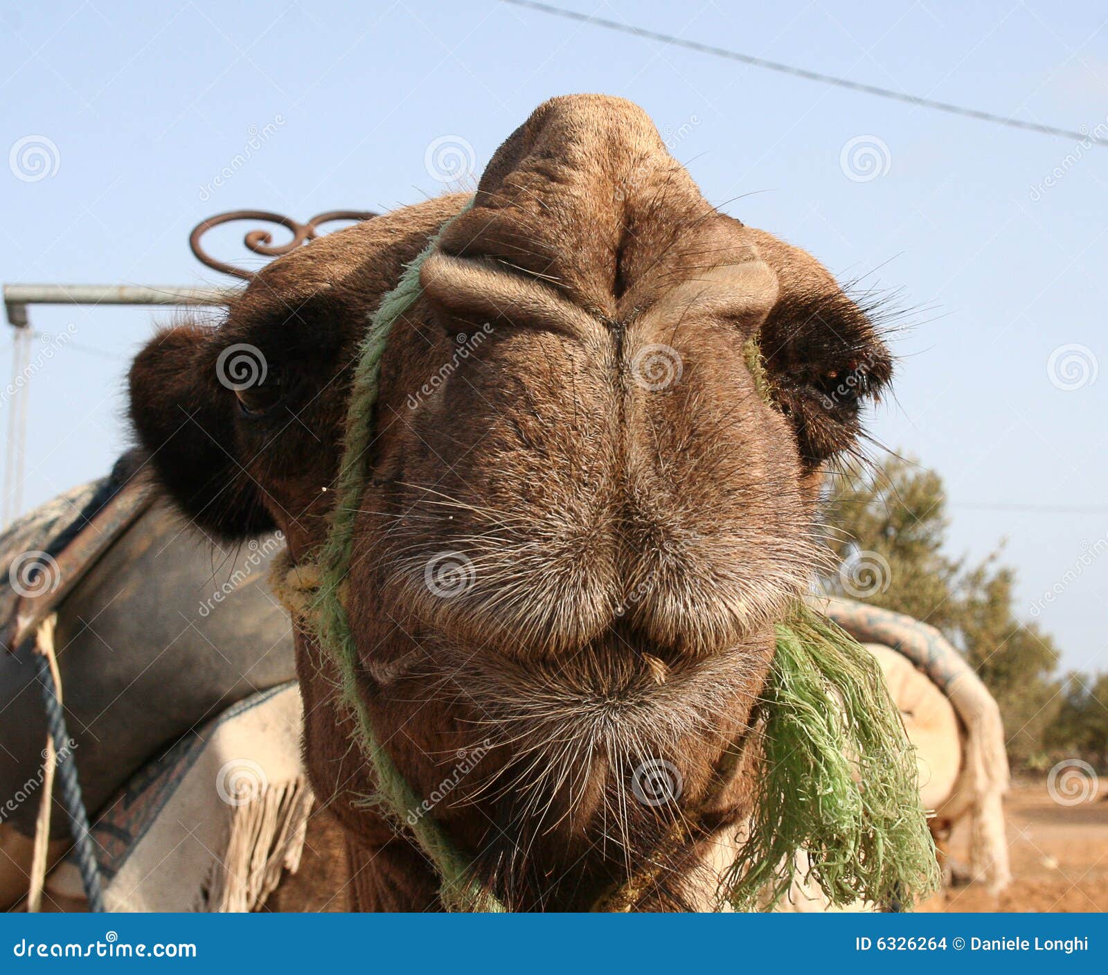 Camel Face Closeup Picture. Image: 6326264