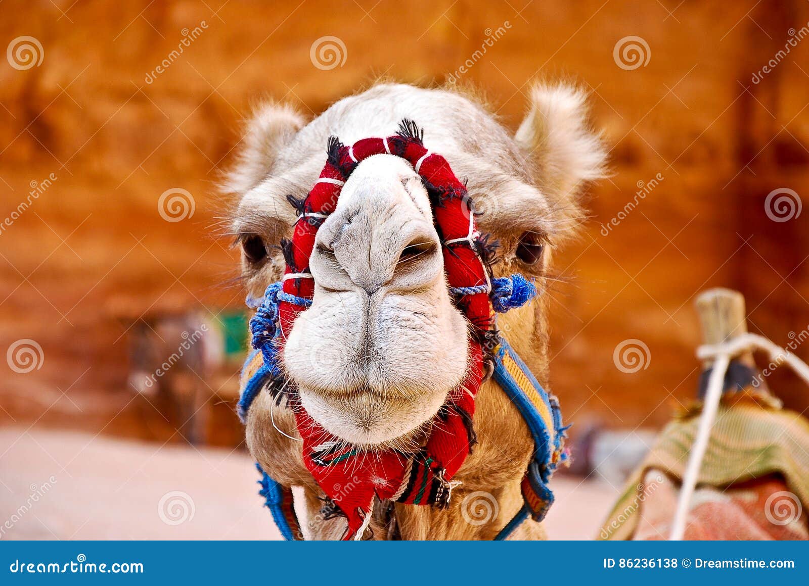Camel face stock photo. Image of animal, camel, mammal - 86236138