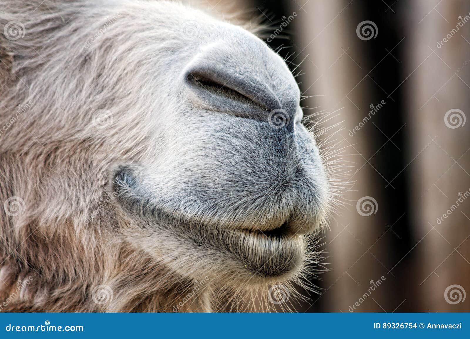Camel face closeup stock photo. Image of mouth, arabian - 89326754
