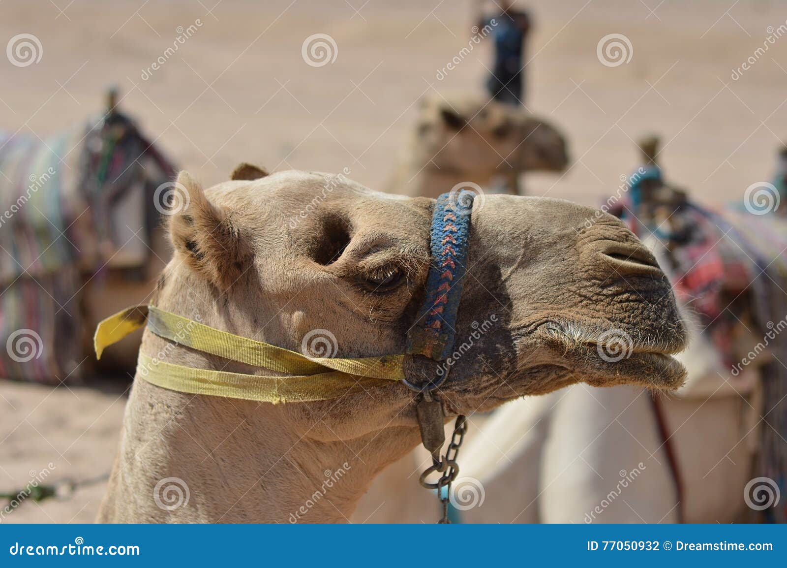 Camel face stock photo. Image of face, summer, desert - 77050932