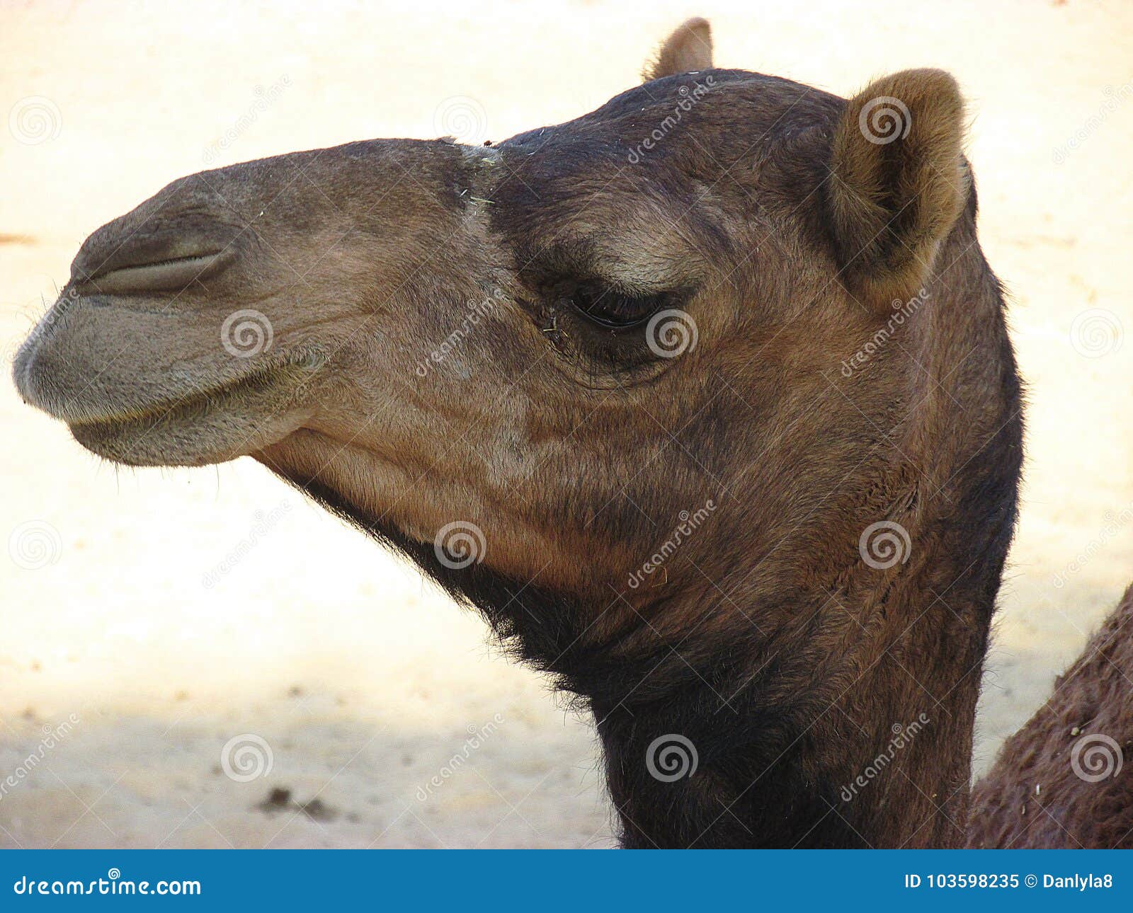Camel face stock image. Image of travel, desert, animals - 103598235