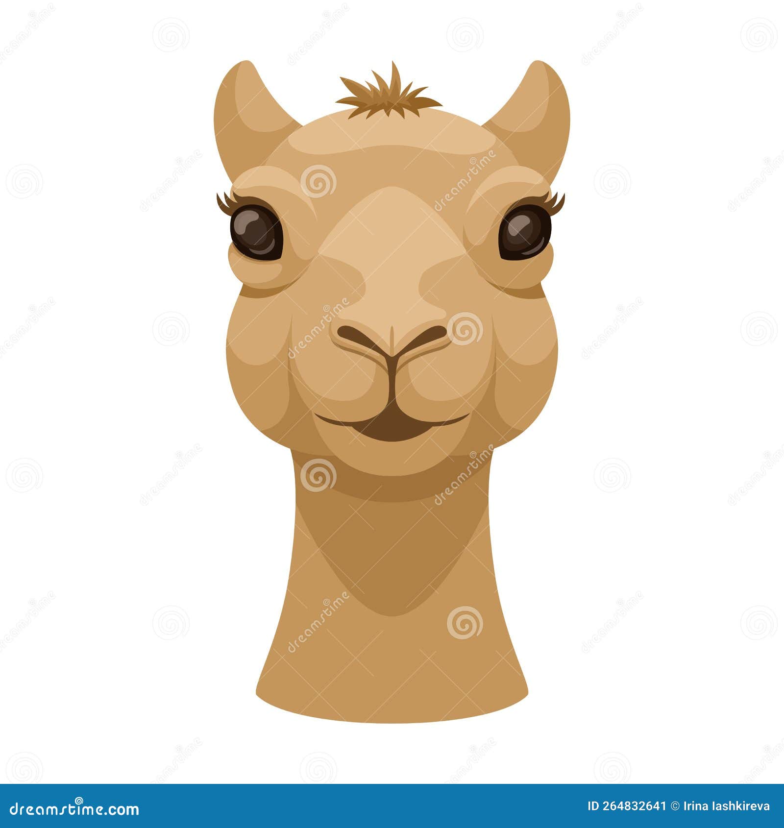 Camel Face Front View. Camel Head Isolated on White Background Stock ...