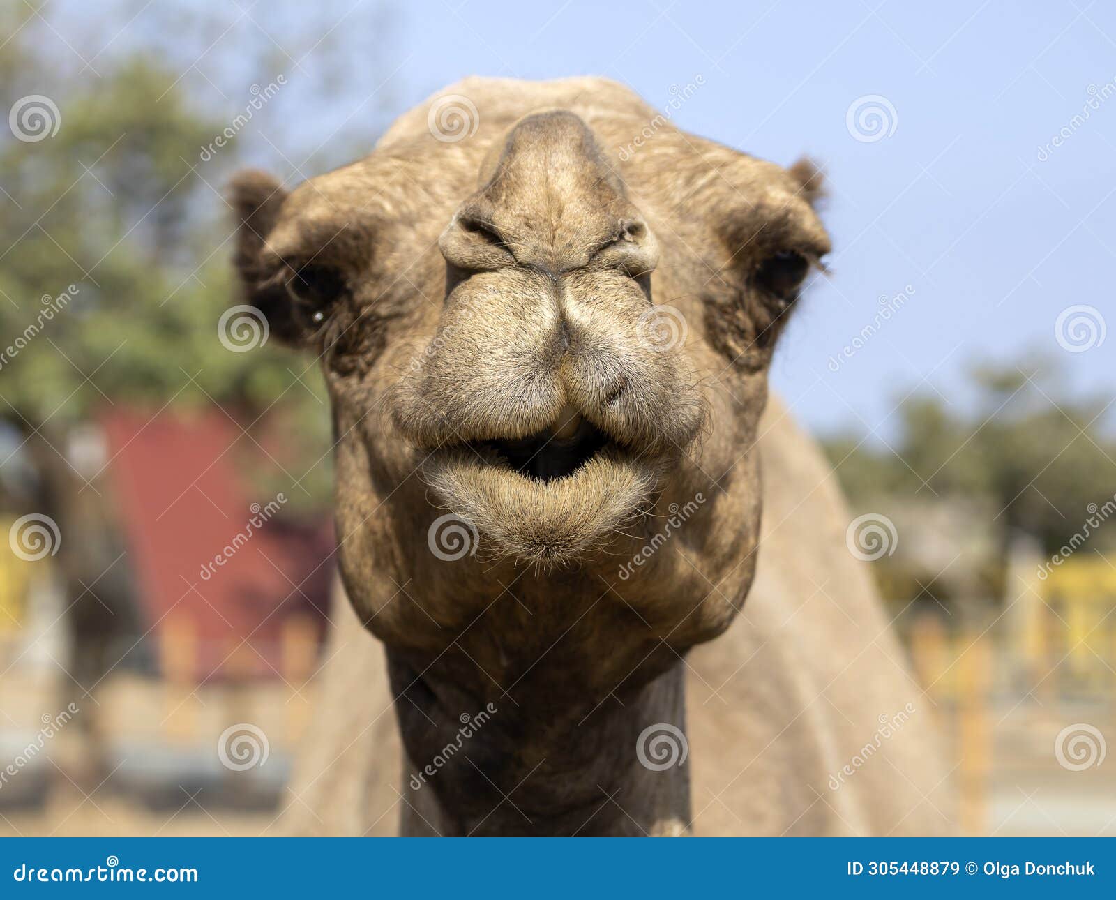 Camel Face Looking at Camera Stock Image - Image of mouth, nose: 305448879