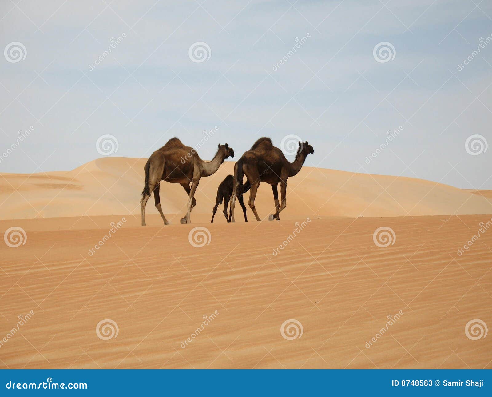 Camel family stock image. Image of united, nature, region - 8748583