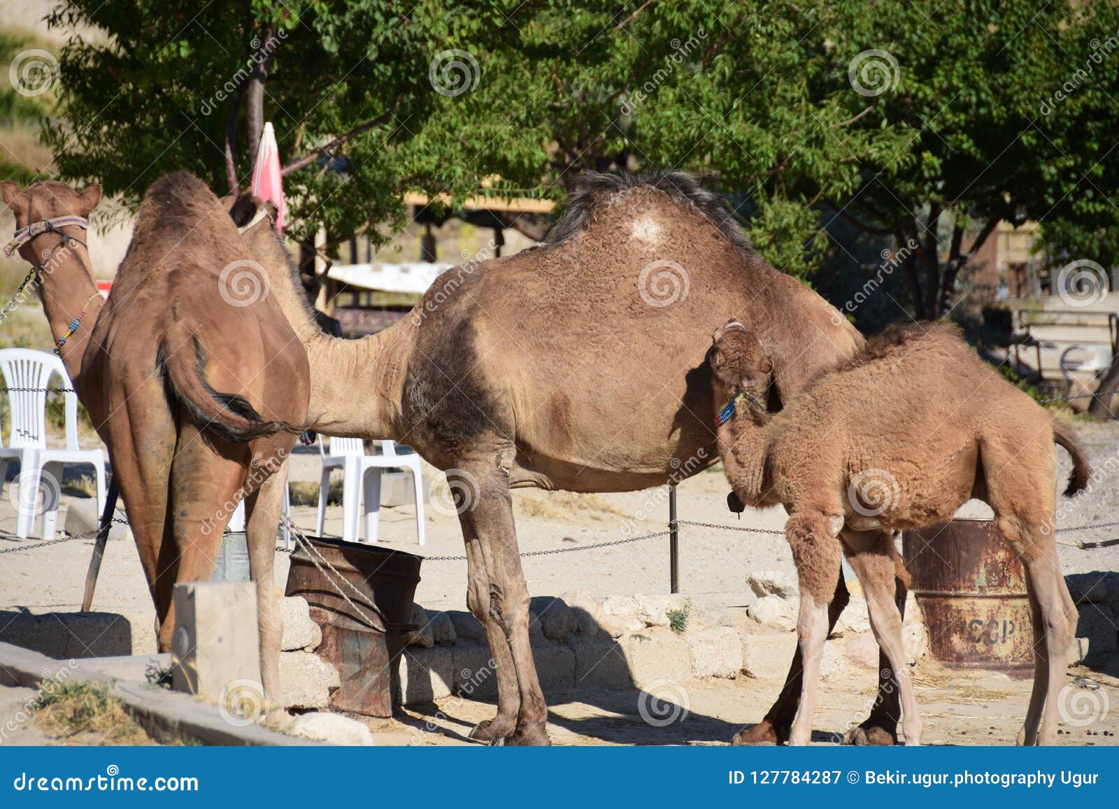 Camel family stock image. Image of mother, curiously - 127784287