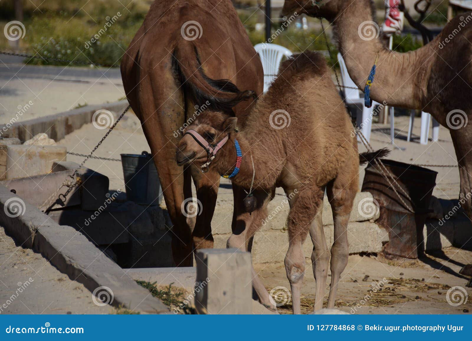 Camel family stock photo. Image of family, travelling - 127784868