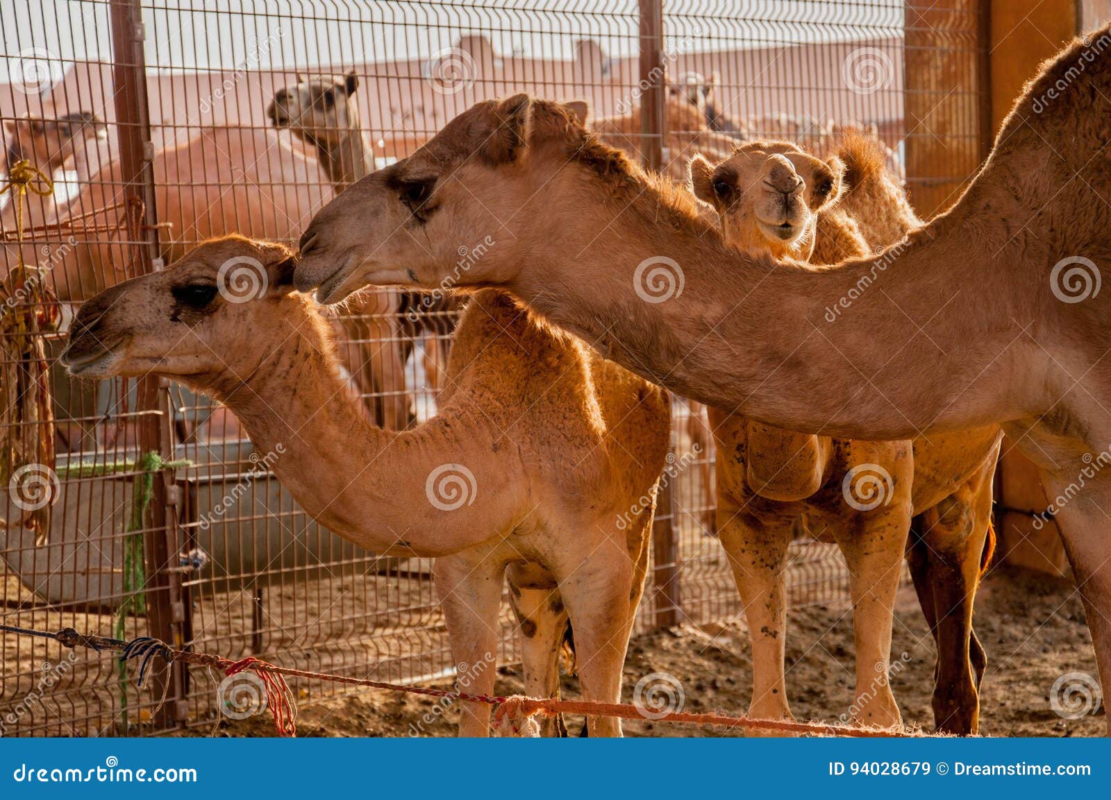 Camel family stock image. Image of animals, farm, kiss - 94028679