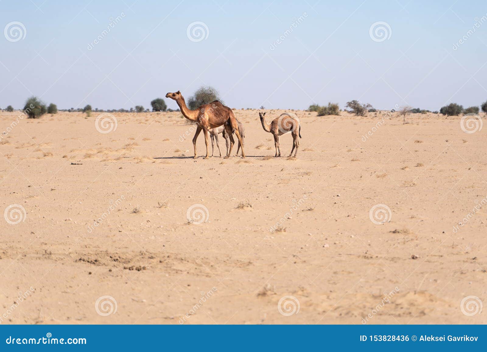 Camel Family in Indian Desert Stock Photo - Image of grass, family ...
