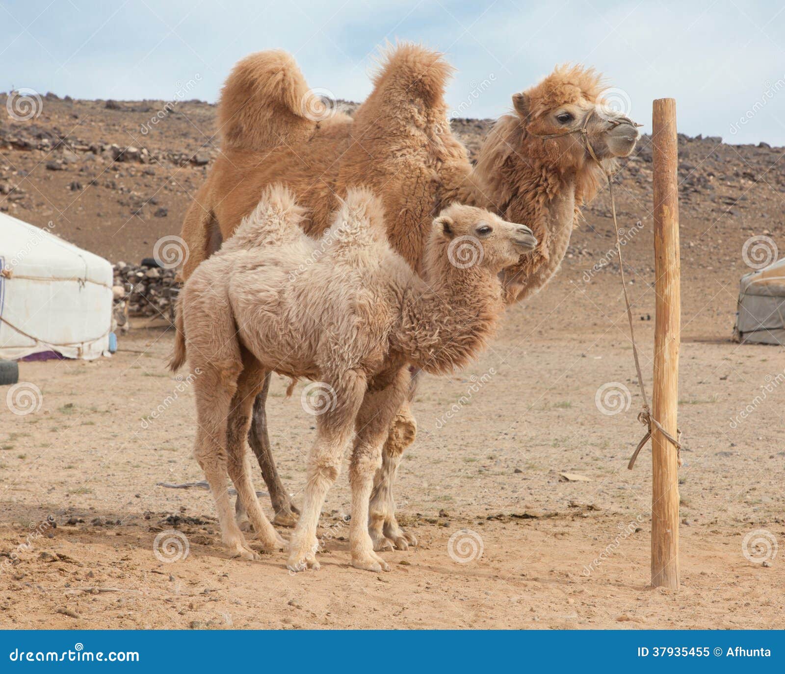 Camel farm stock image. Image of travel, eastern, shaggy - 37935455