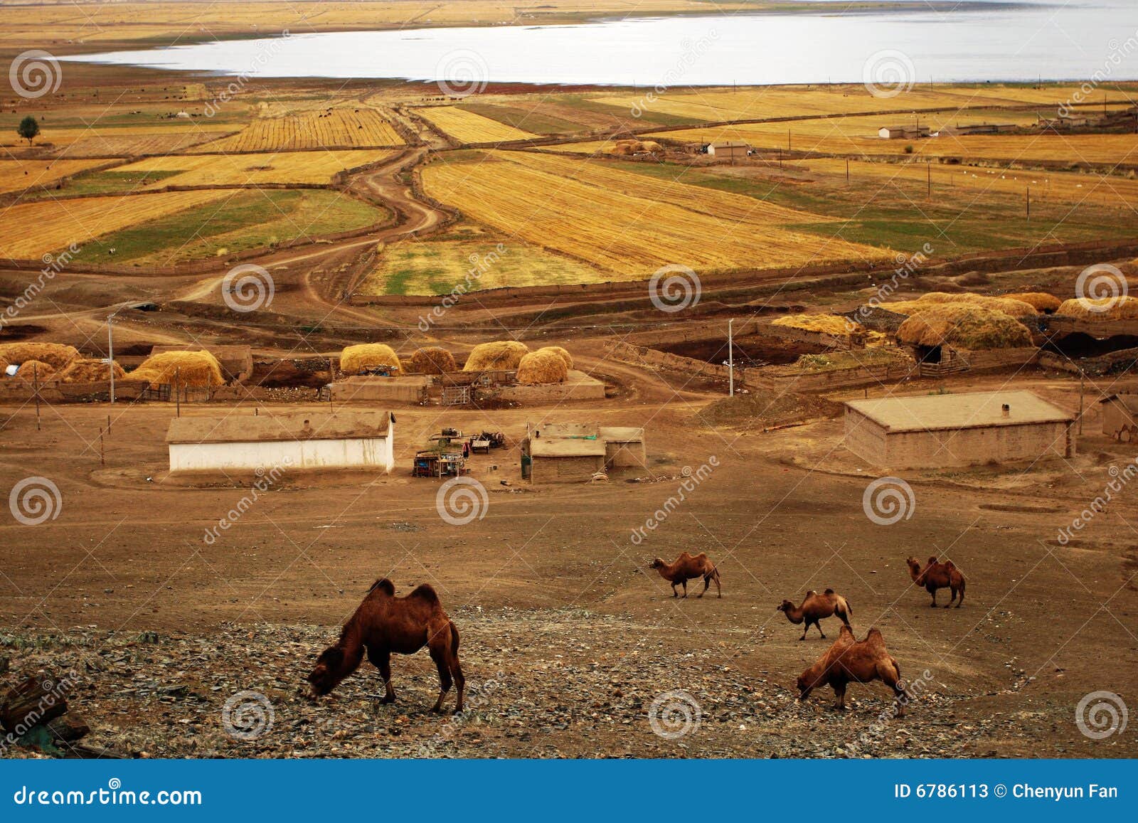 Camel in the Farm stock image. Image of countryside, landscape - 6786113