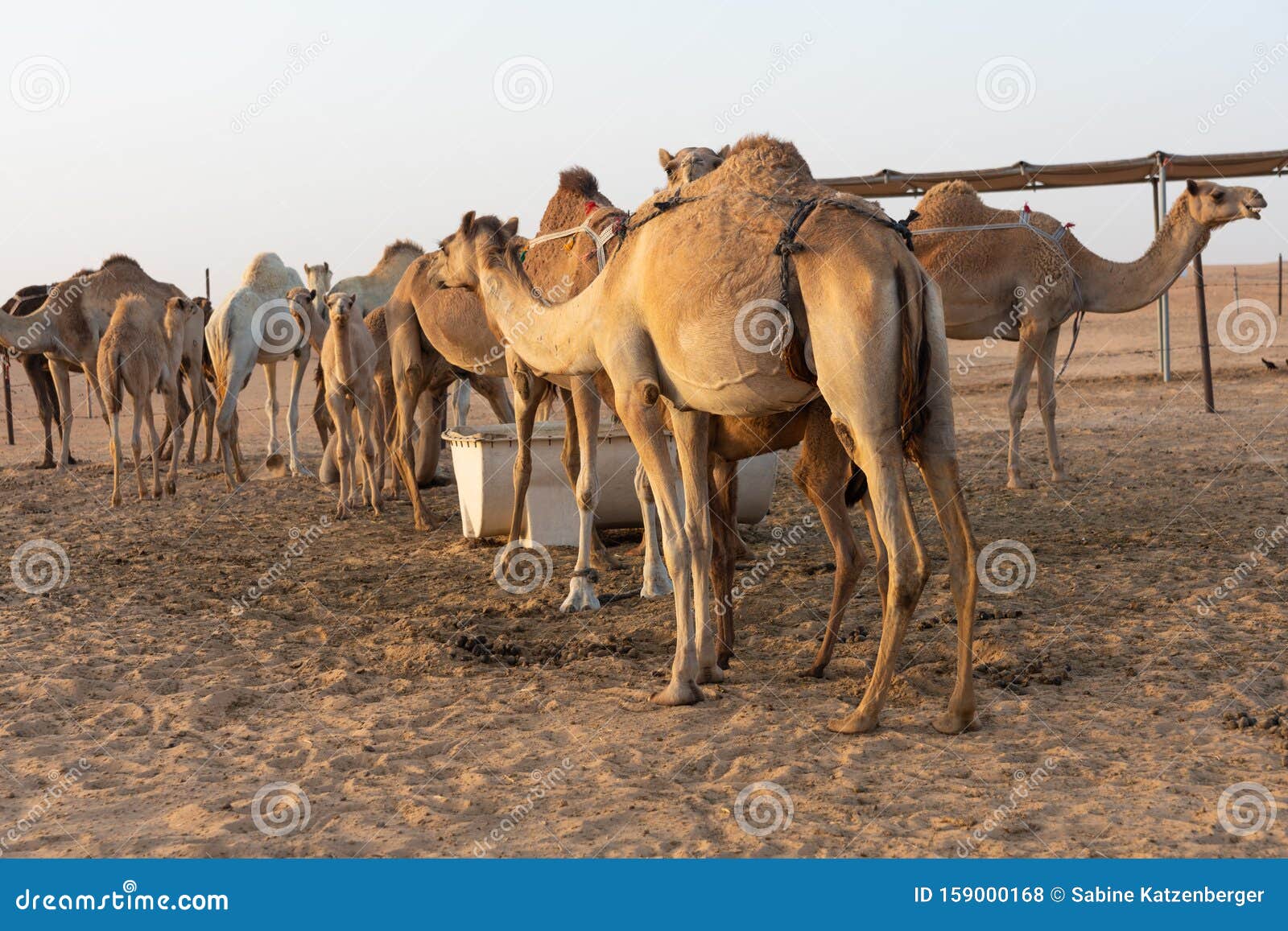 Camel farm in Arabia stock photo. Image of oman, animals - 159000168