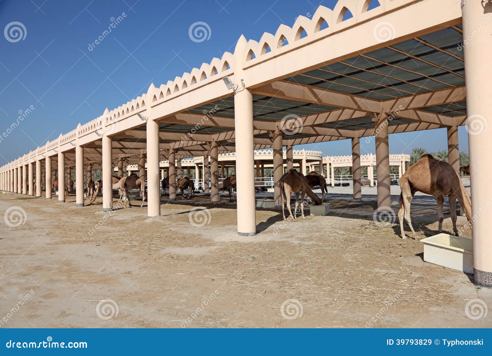 Camel farm in Bahrain stock image. Image of camel, rural - 39793829