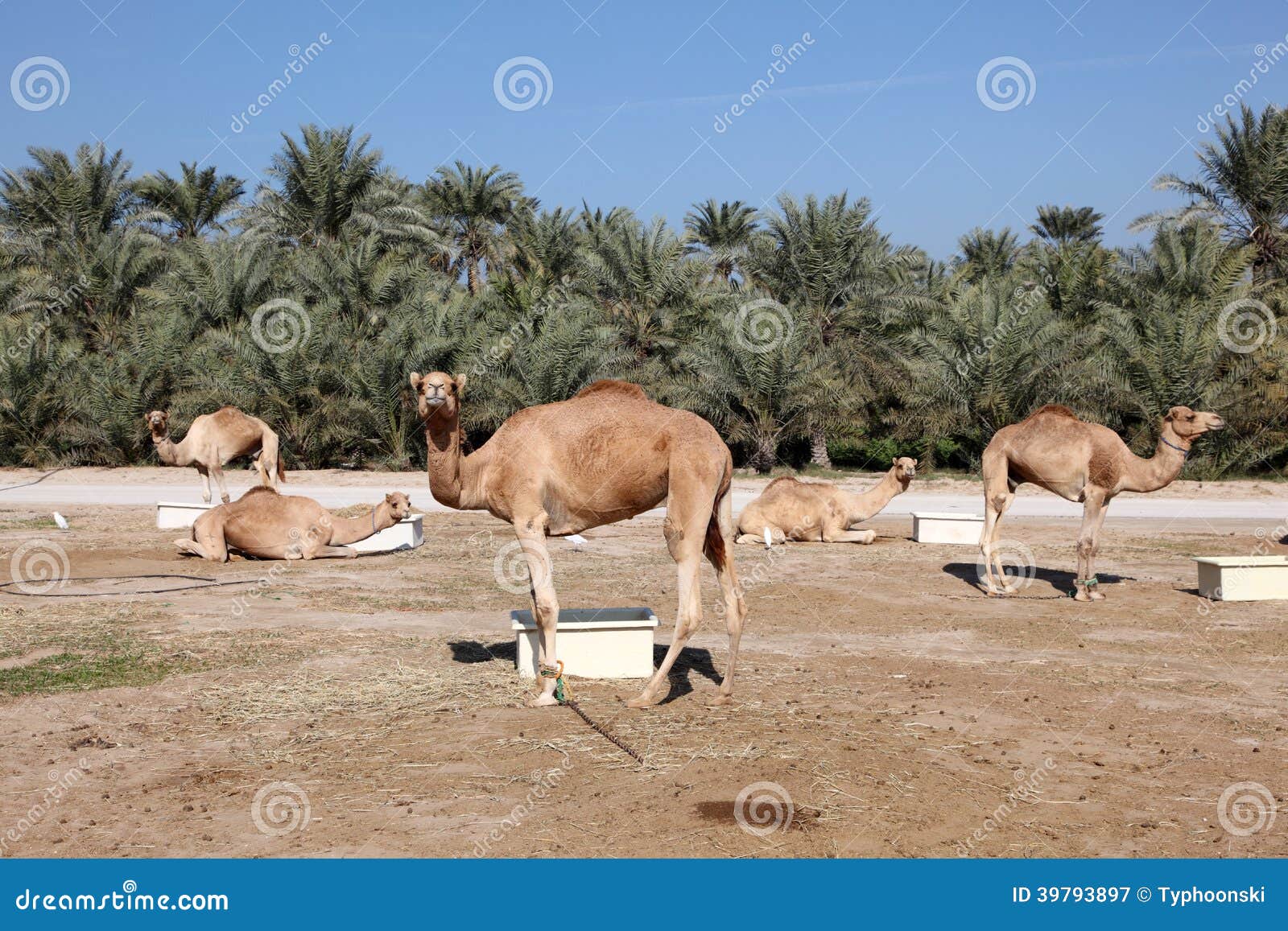 Camel farm in Bahrain stock image. Image of outdoor, mammals - 39793897