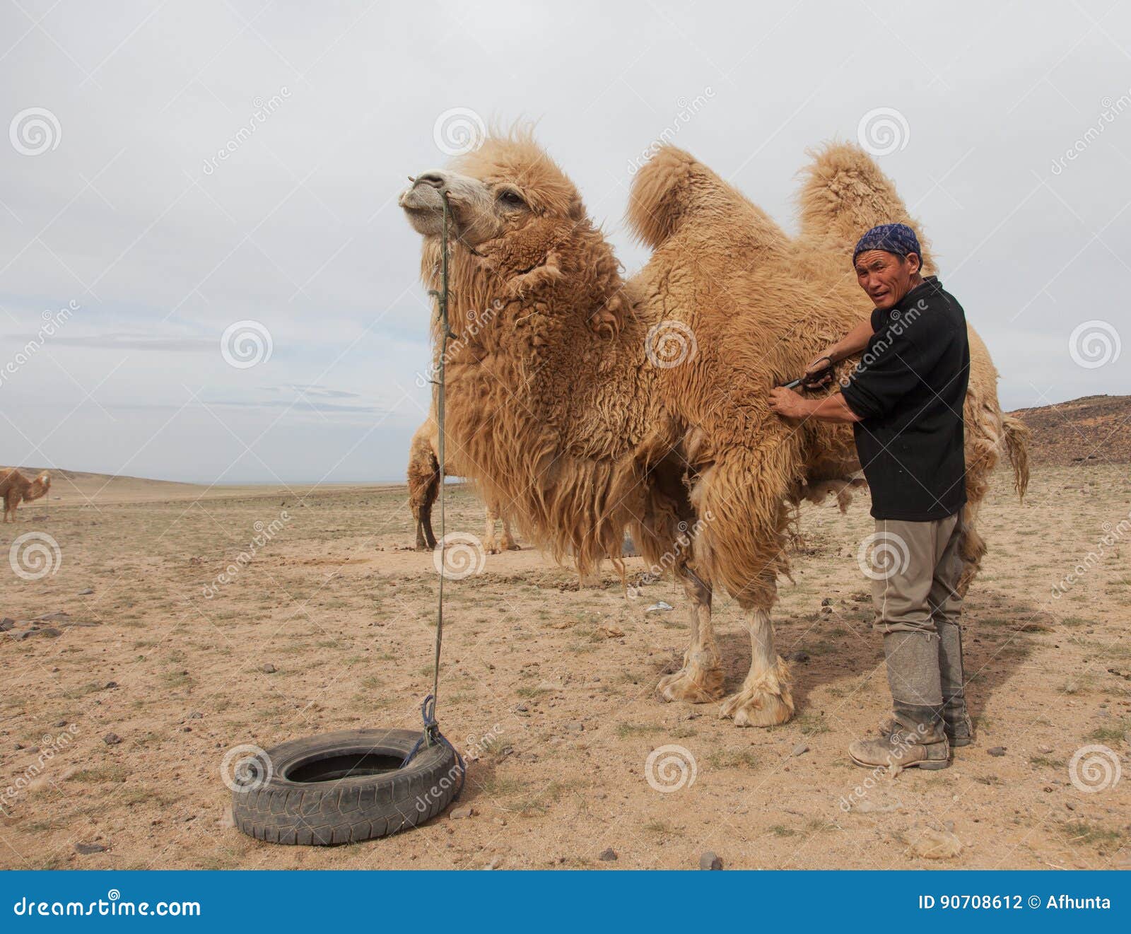 Camel farm stock photo. Image of arid, eastern, shaggy - 90708612