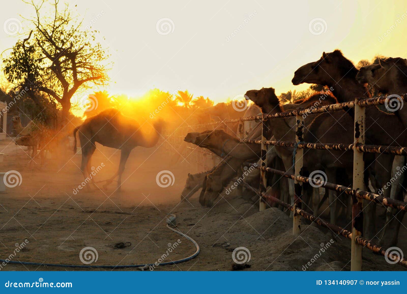Sunset stock image. Image of sunset, camel, bahrain - 134140907