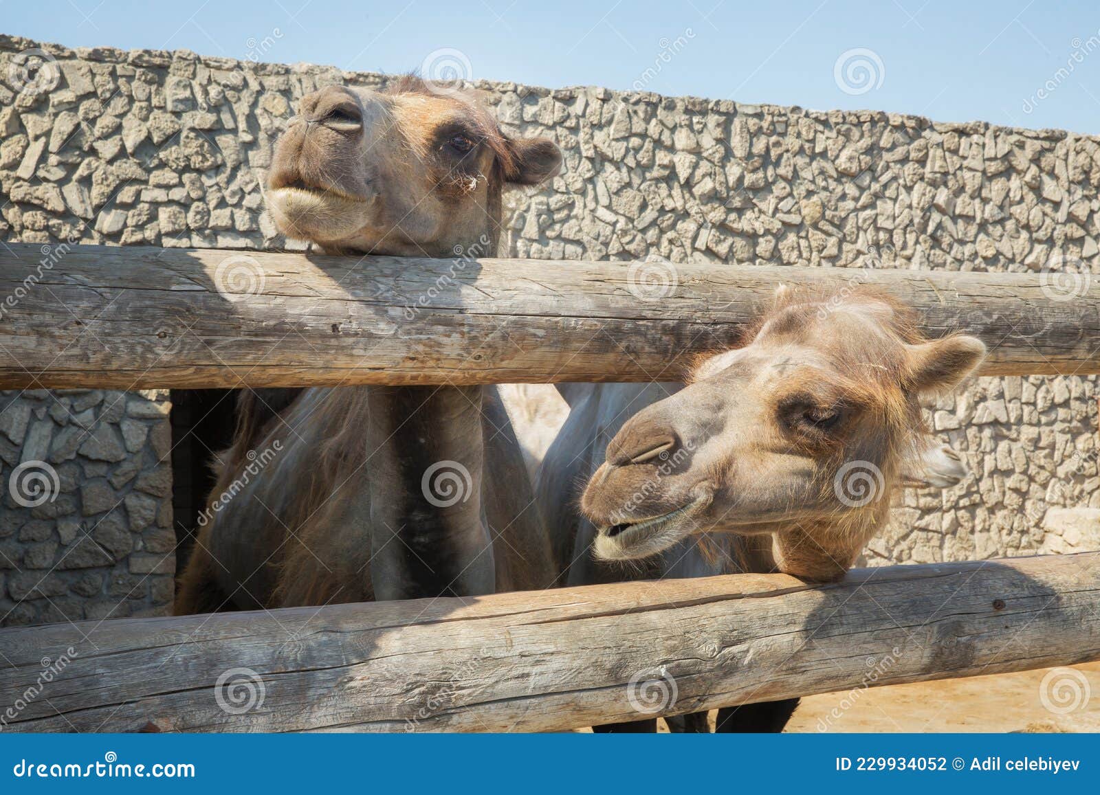 Camel on a Farm in the Pen . Camel on the Farm, Looking at the Camera ...