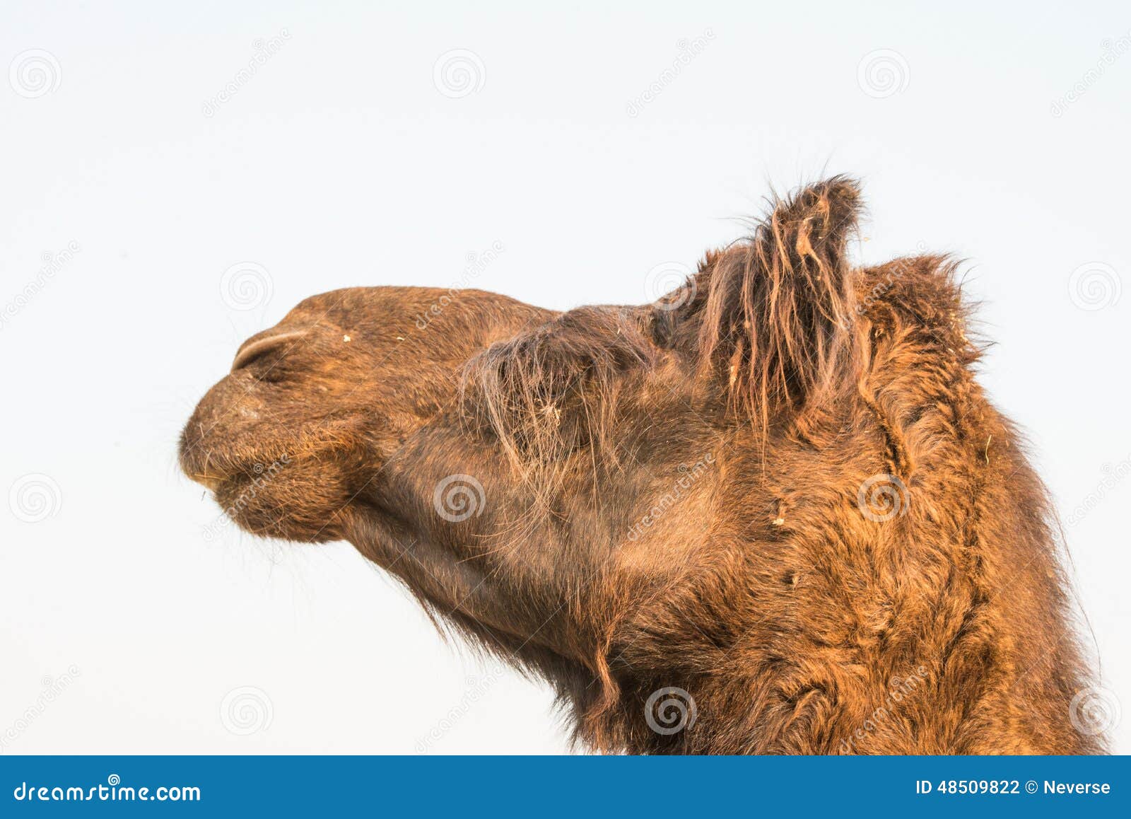 Camel on a Farm in Rajasthan Stock Photo - Image of complex, government ...